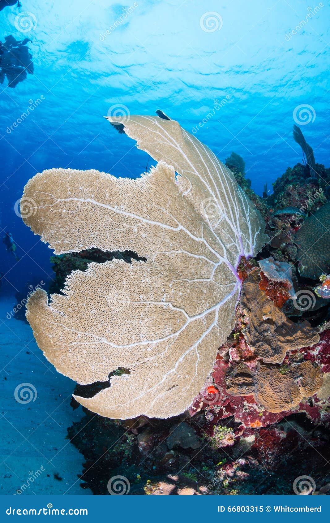 Sea Fans stock image. Image of indonesia, ocean, protection - 66803315