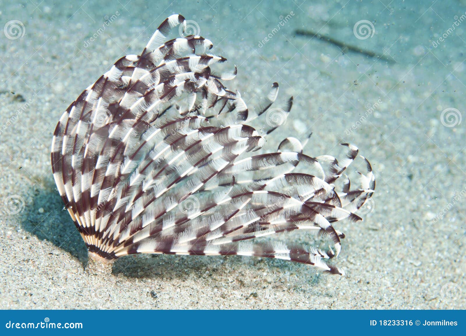 Sea feather star stock photo. Image of underwater, coral - 18233316