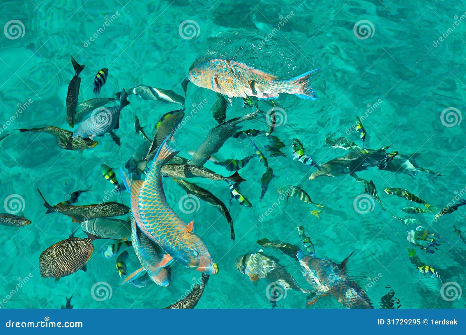 Sea fiah stock image. Image of ocean, clean, outdoor - 31729295