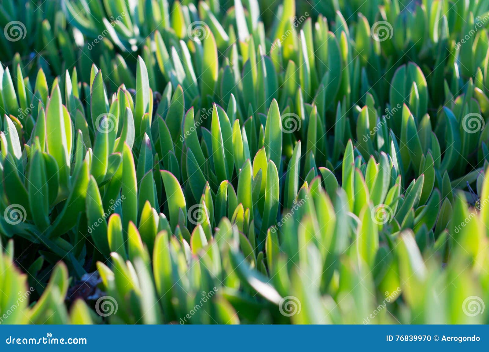 Sea fig stock photo. Image of seasonal, hottentot, natural - 76839970