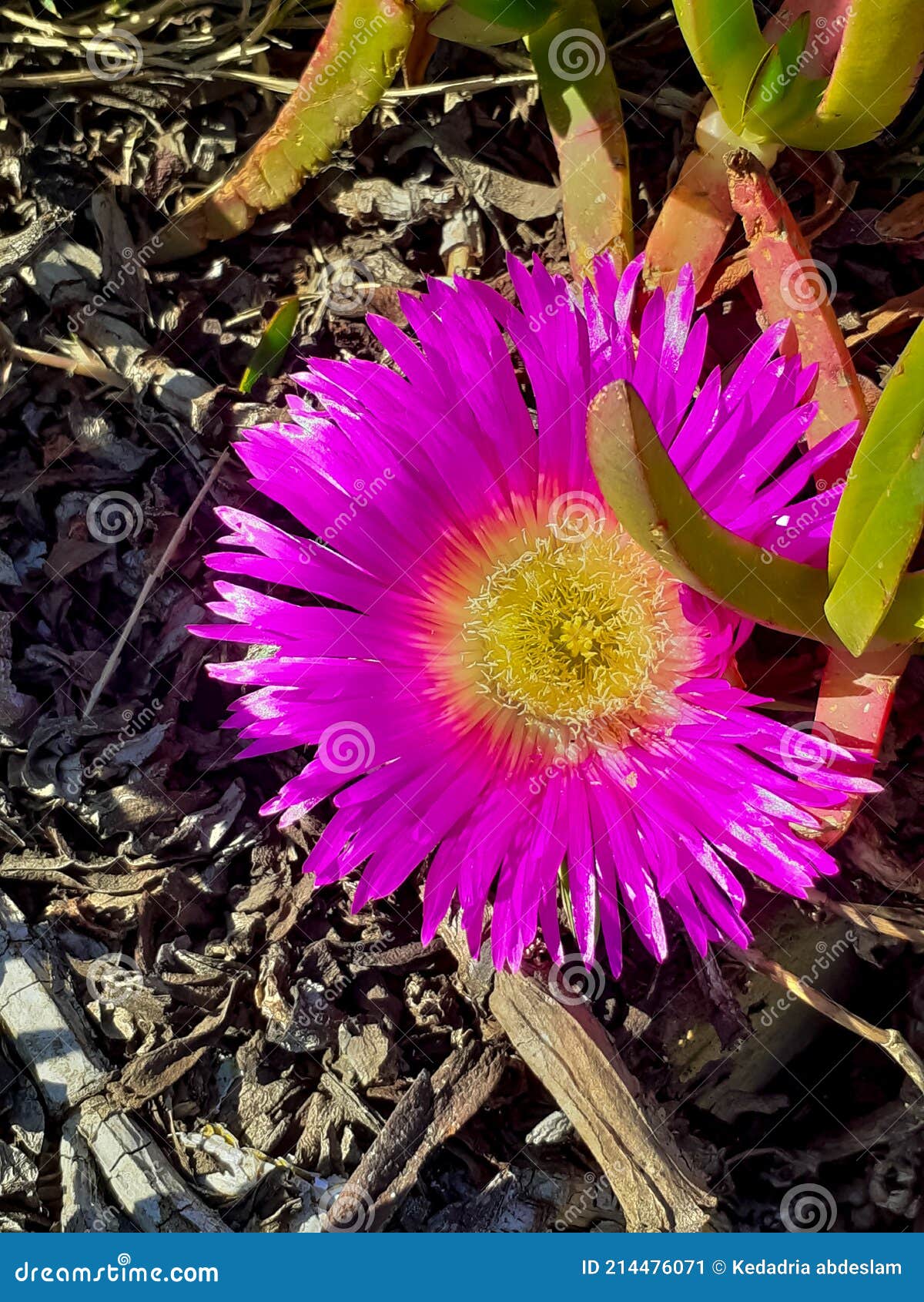 A sea figs flower stock image. Image of nature, produce - 214476071
