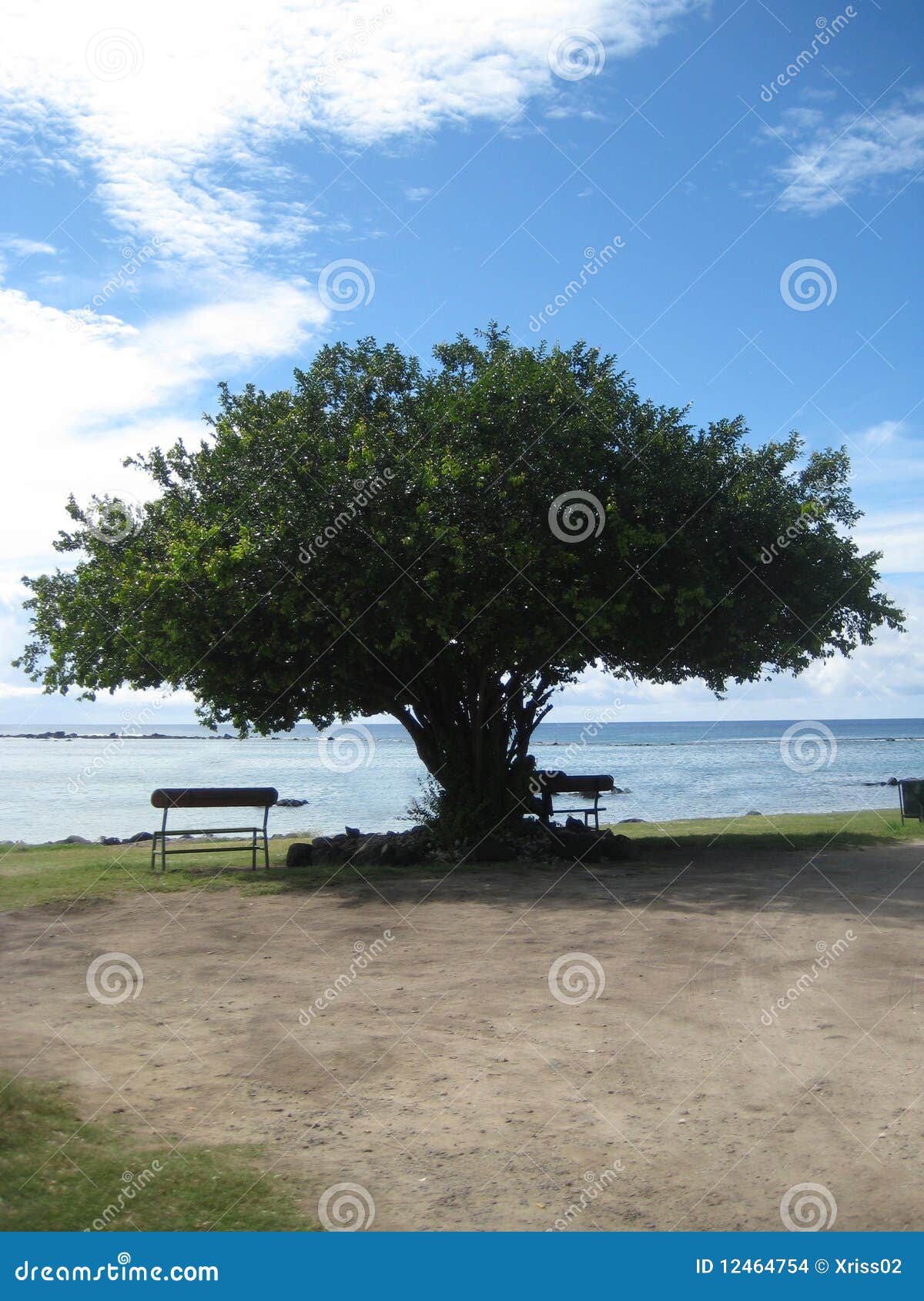 Sea Filao Tree stock photo. Image of view, beautiful - 12464754