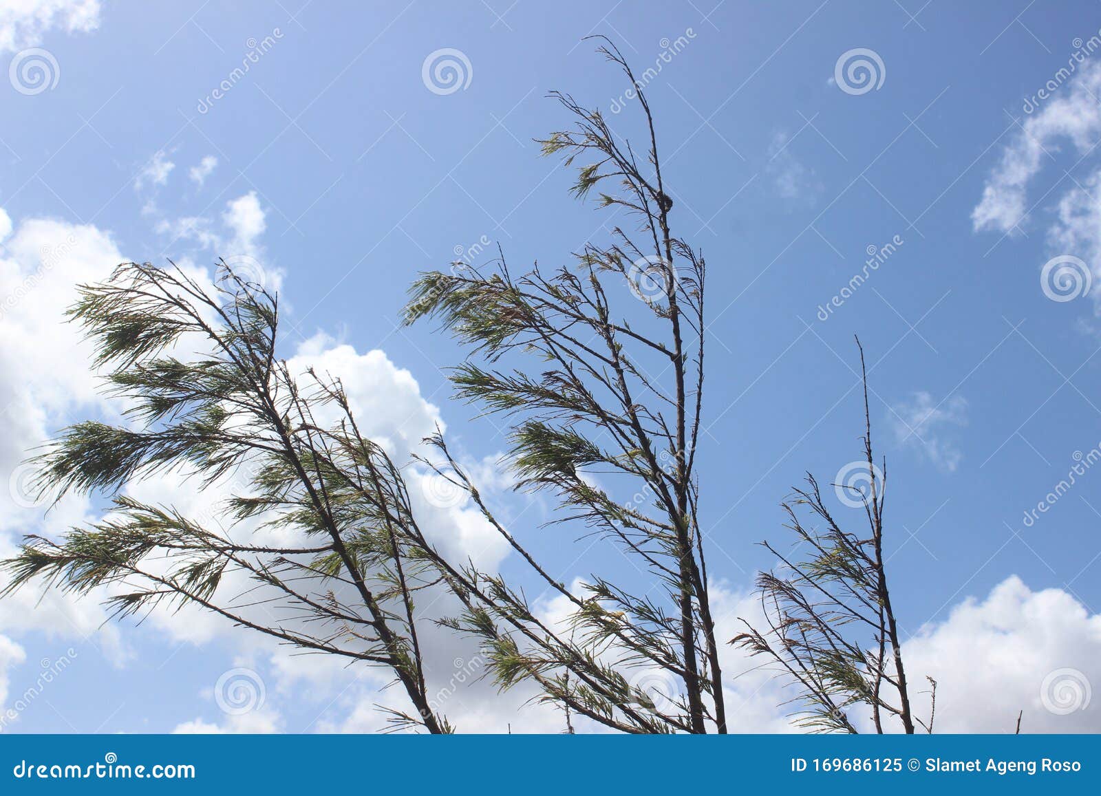 Sea Fir Tree with Blue Sky Background Stock Image - Image of nature ...