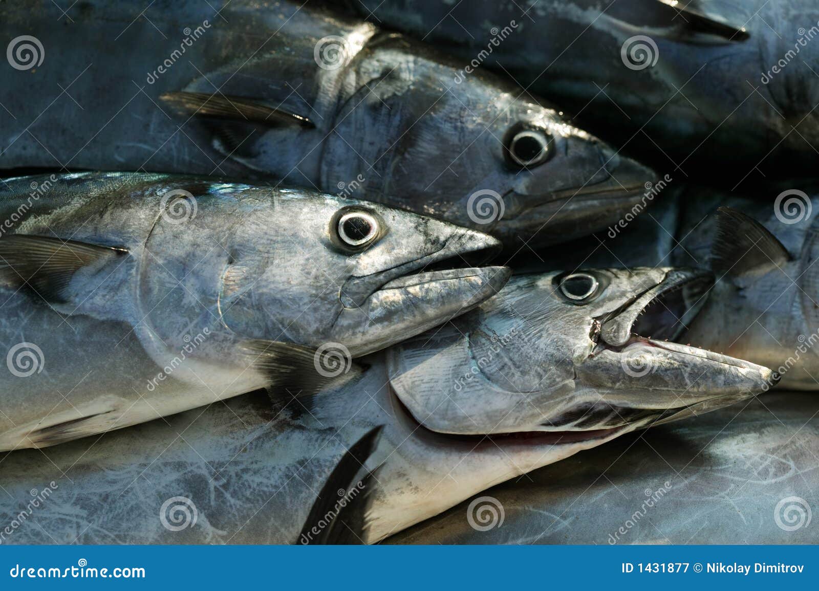 Sea fish stock image. Image of dead, market, aquatic, nutrition - 1431877