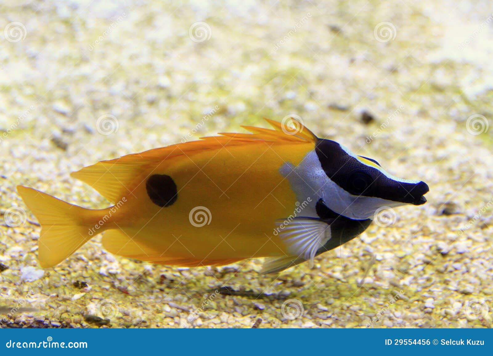 Sea Fish stock photo. Image of ocean, color, life, business - 29554456