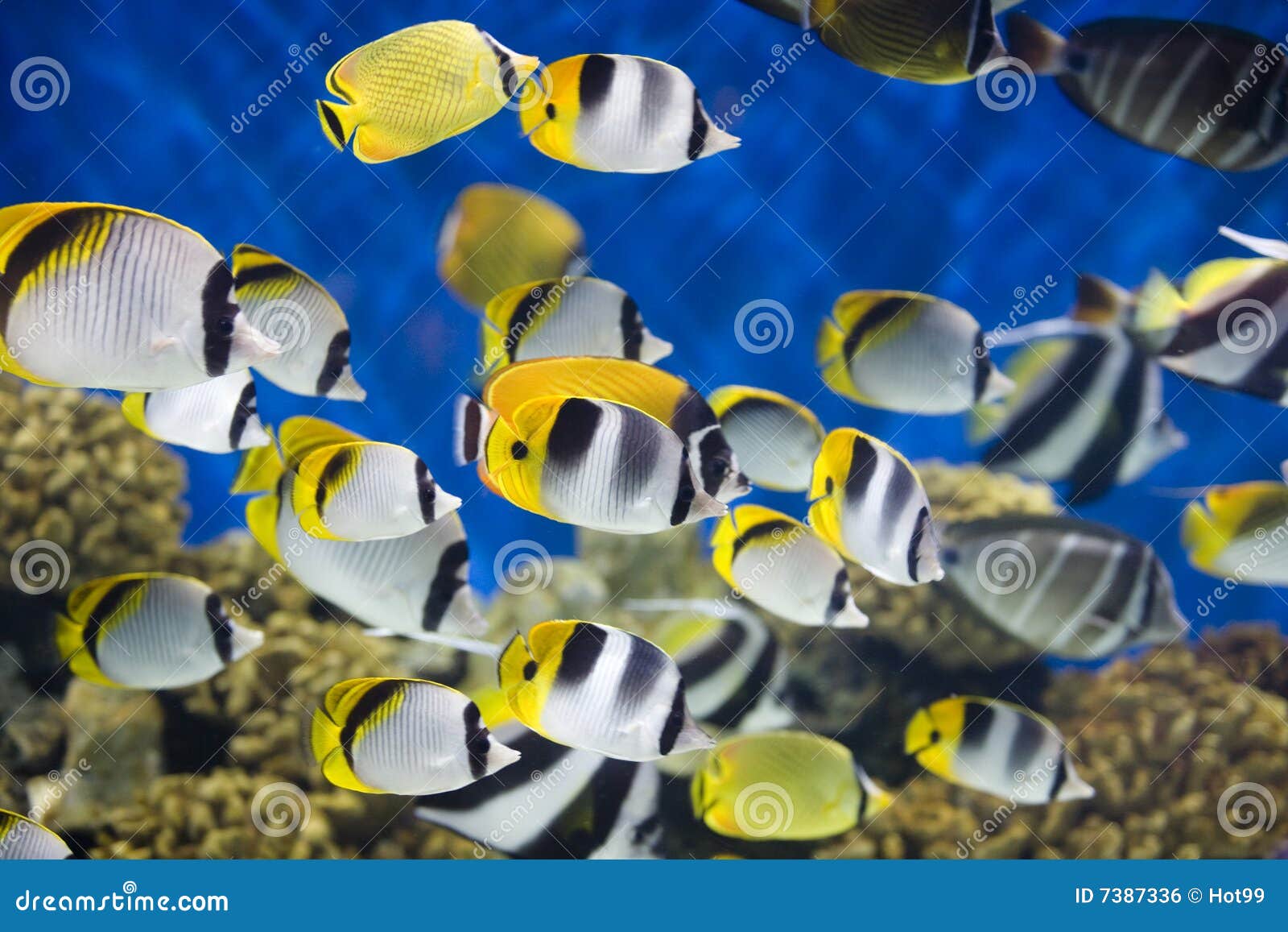 Sea fish stock photo. Image of exotic, lines, animal, warm - 7387336