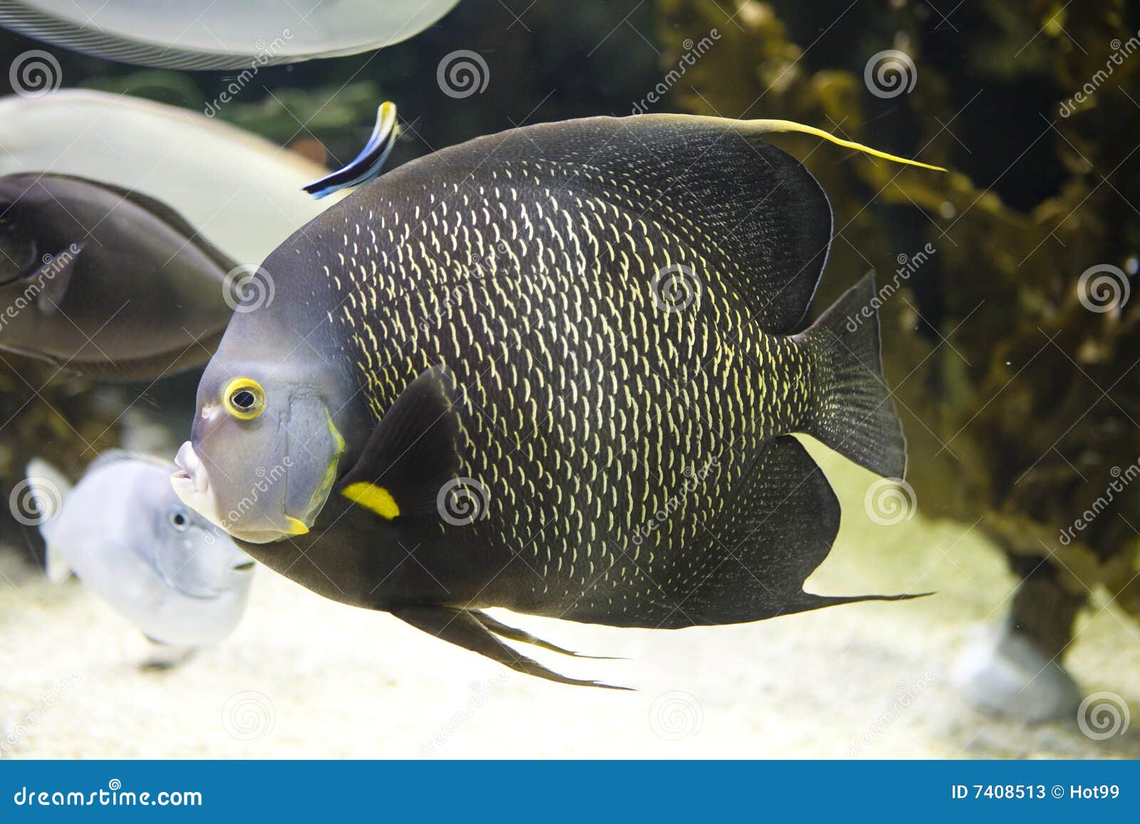 Sea fish stock image. Image of animal, exotic, fish, creatures - 7408513