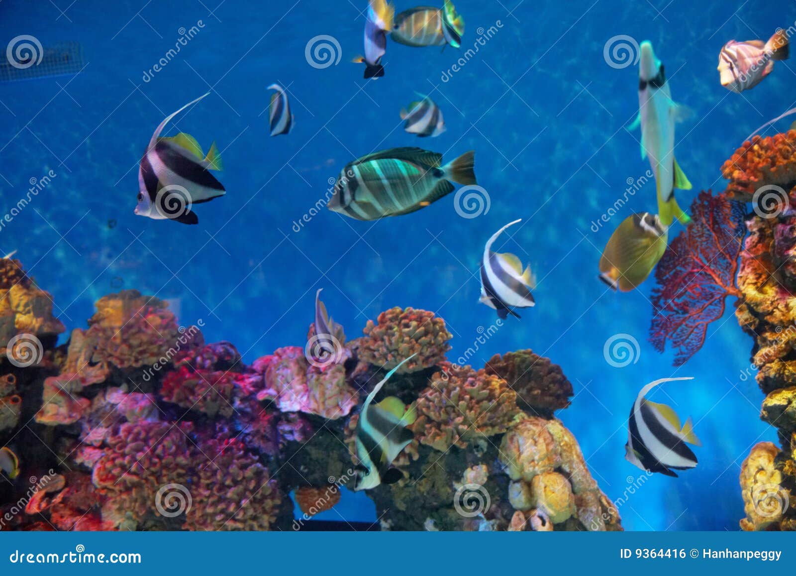 Sea fish stock photo. Image of ocean, reef, exotic, nature - 9364416