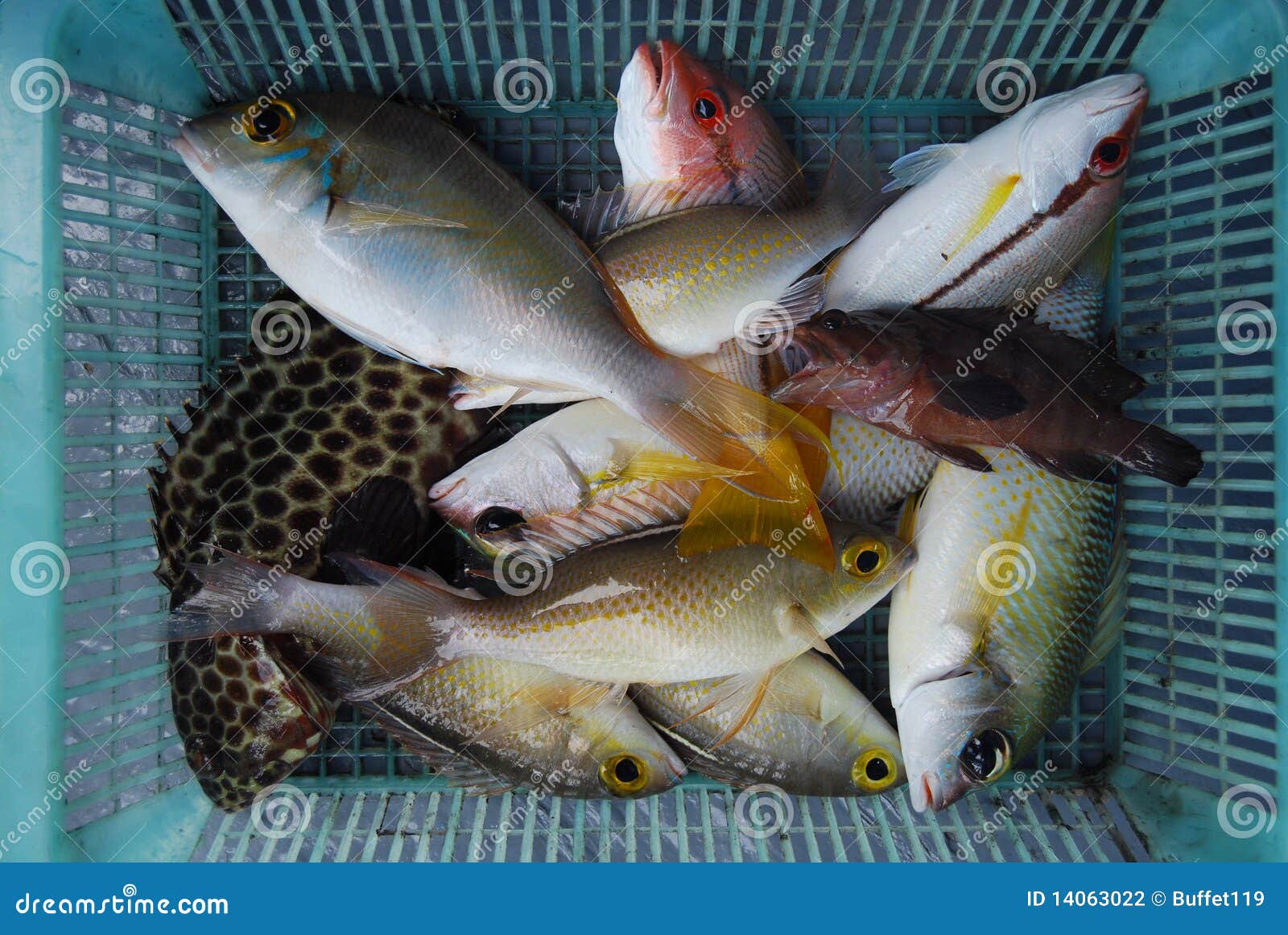 Sea fish in the basket stock photo. Image of prey, hook - 14063022