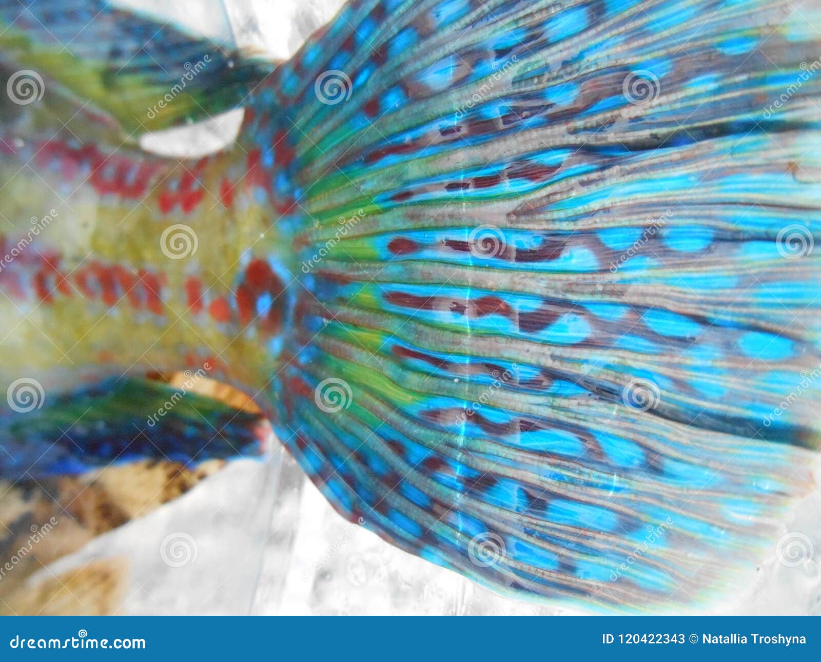 Sea fish blue texture stock image. Image of blue, wild - 120422343