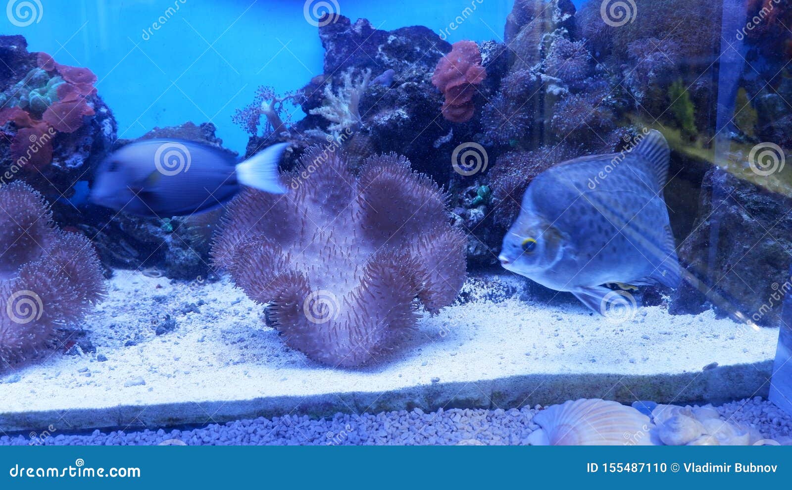 Aquarium with fish stock photo. Image of house, green - 155487110