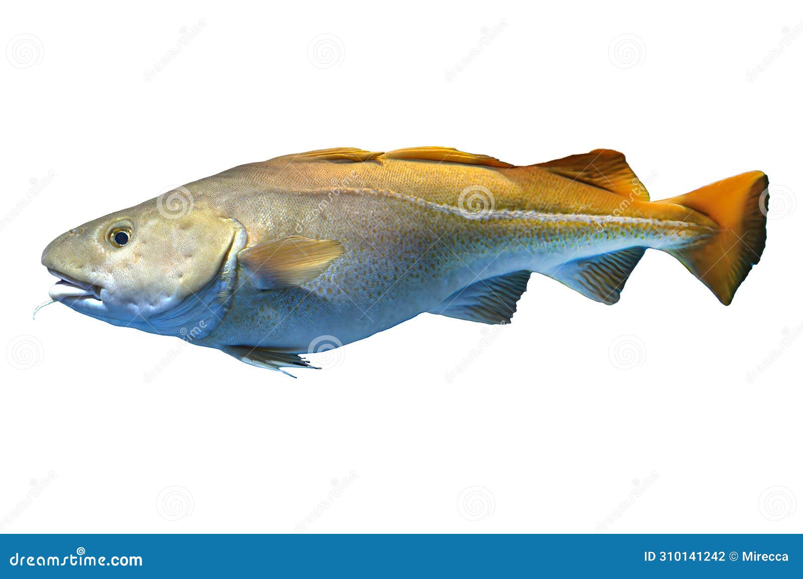Cod isolated stock photo. Image of wildlife, silver - 310141242