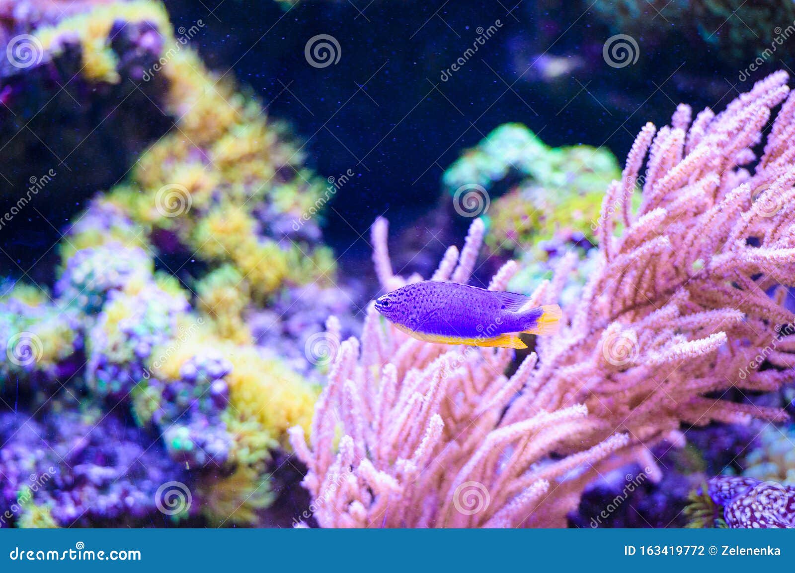 Sea fish and corals stock photo. Image of fishes, coral - 163419772