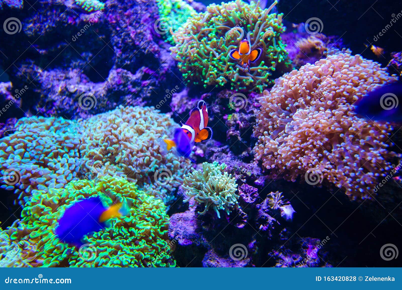 Sea fish and corals stock photo. Image of nature, ecosystem - 163420828