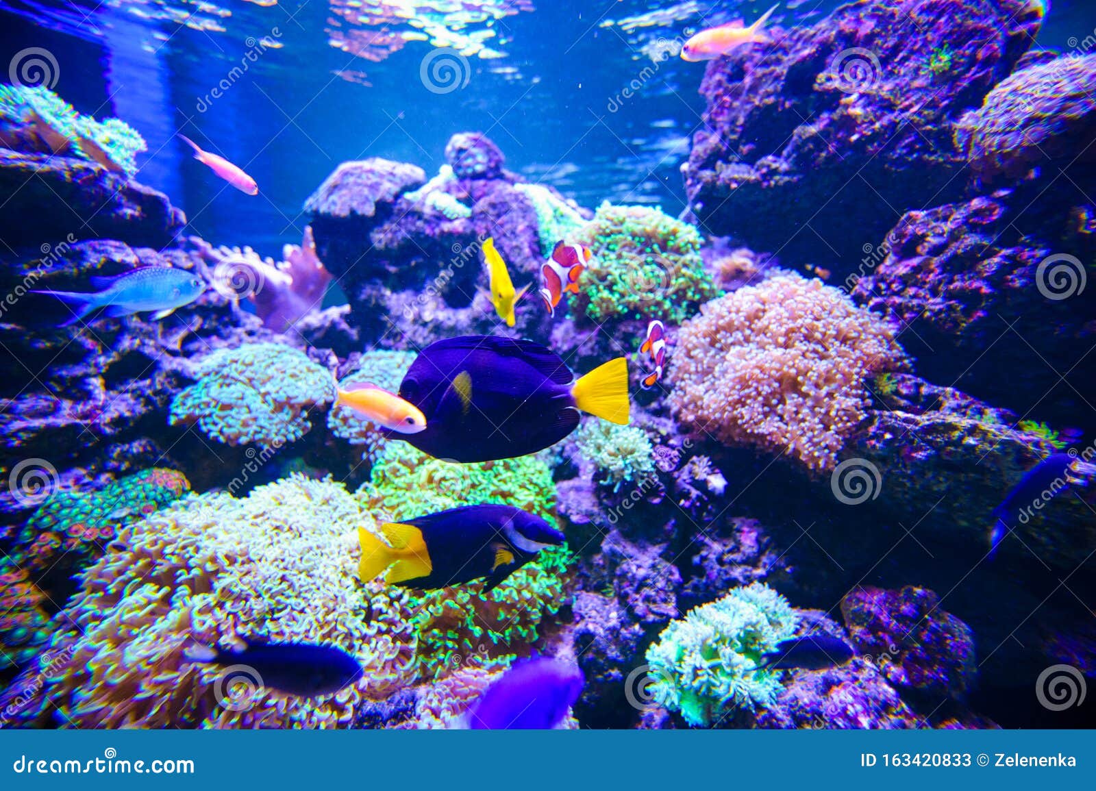 Sea fish and corals stock image. Image of ocean, reef - 163420833