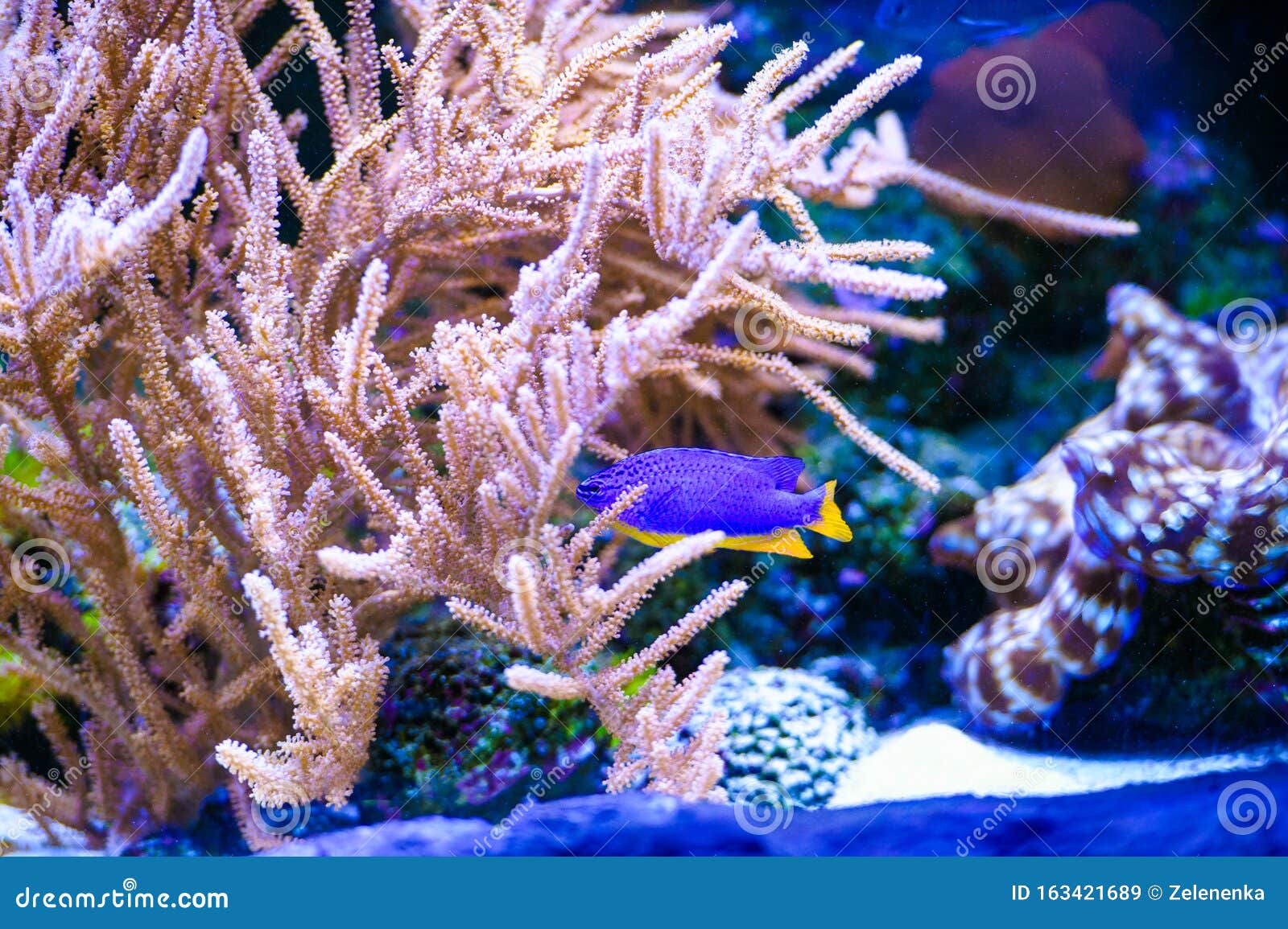 Sea fish and corals stock image. Image of diver, exotic - 163421689