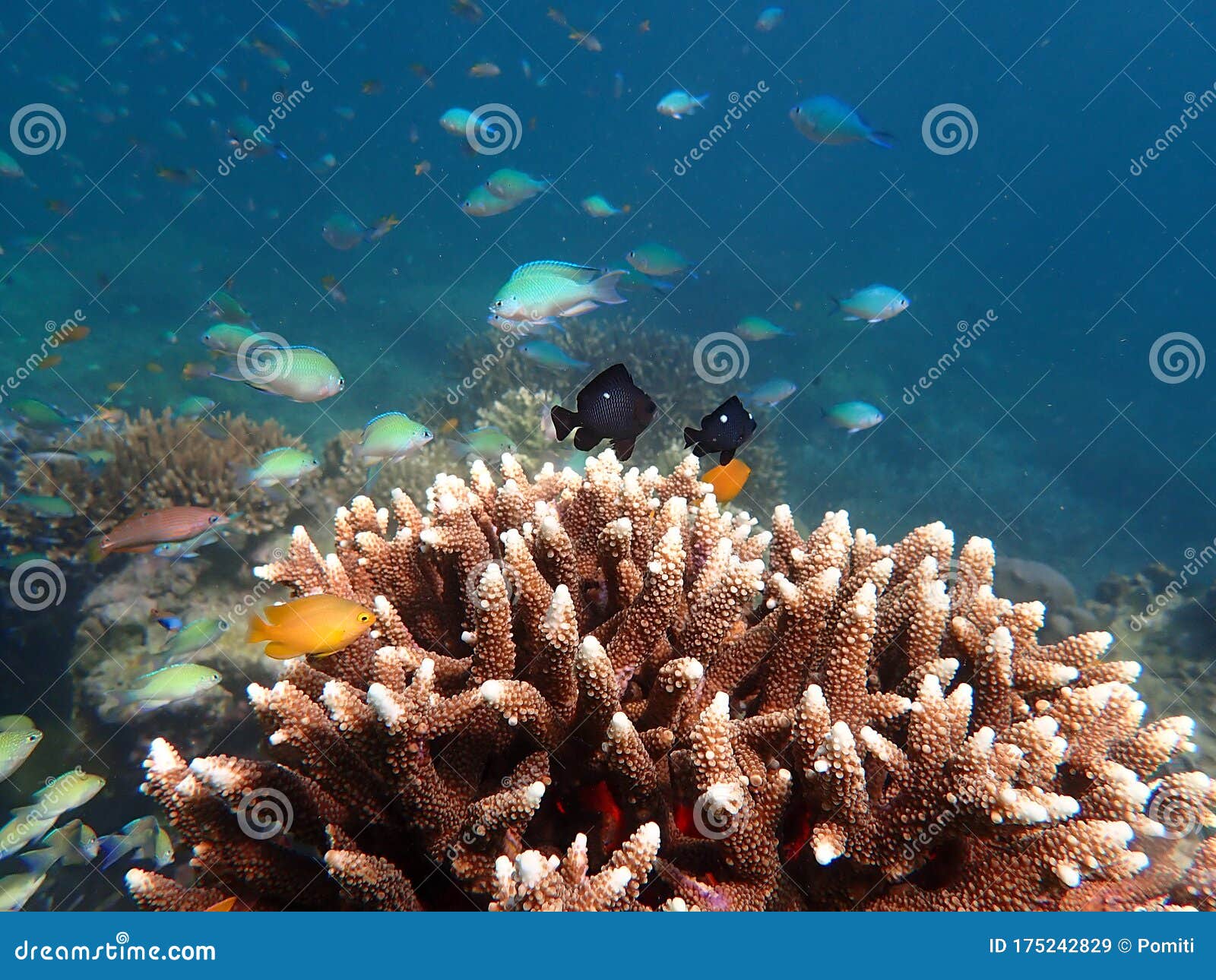 Sea Fish with Corals in Sea, Underwater Landscape with Sea Life Stock ...