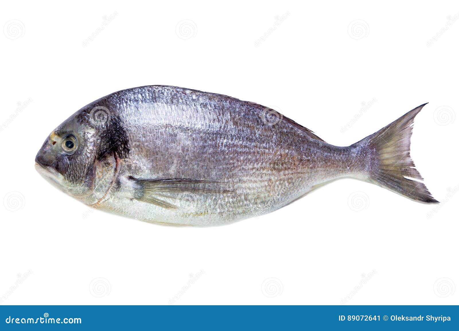 Sea Fish Dorade Isolated on White Stock Image - Image of diet ...