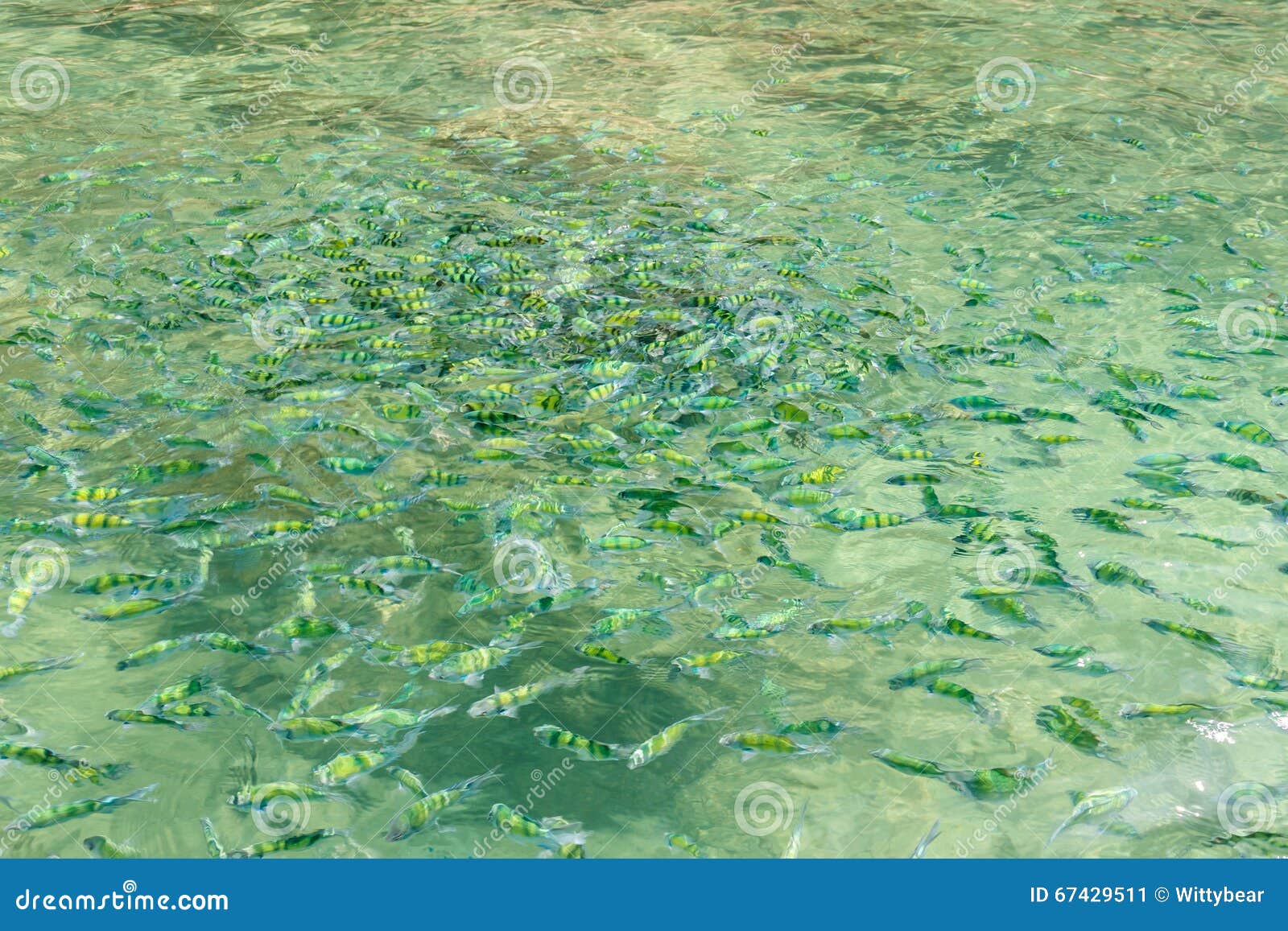 Sea fish eat bread stock image. Image of reef, animal - 67429511