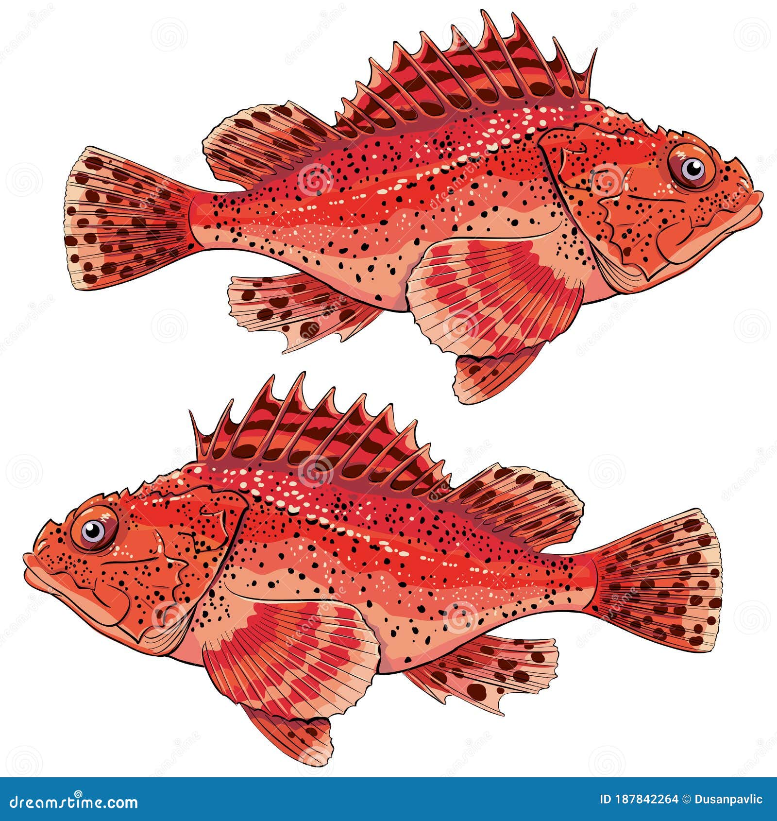 Goliath Grouper Gamefish Ocean Vector Illustration | CartoonDealer.com ...