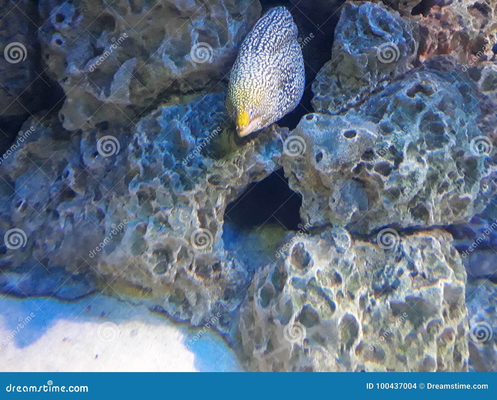 Sea fish inside rock cave stock photo. Image of treasure - 100437004