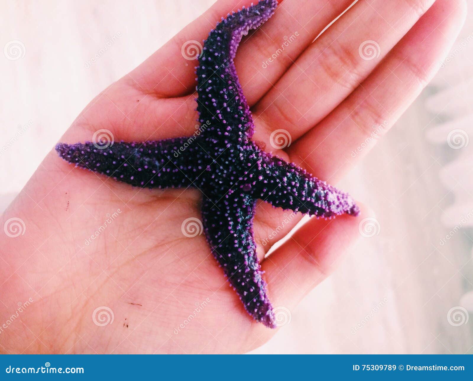 Sea fish with 4 legs stock image. Image of adorable, fish - 75309789