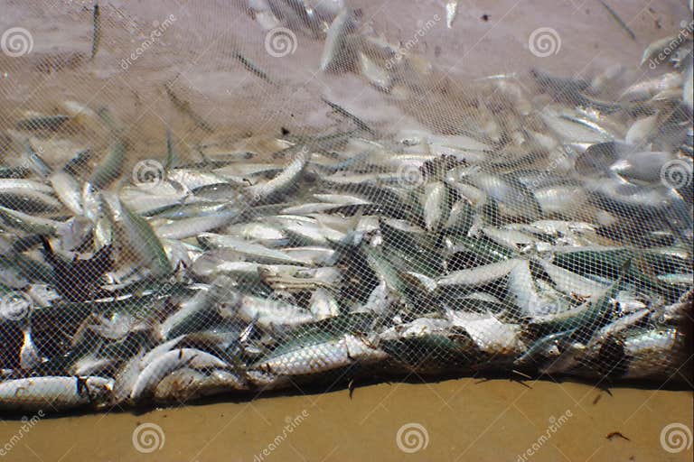 Sea Fish in the Net. Fresh Catch. Stock Photo - Image of sandy, healthy ...