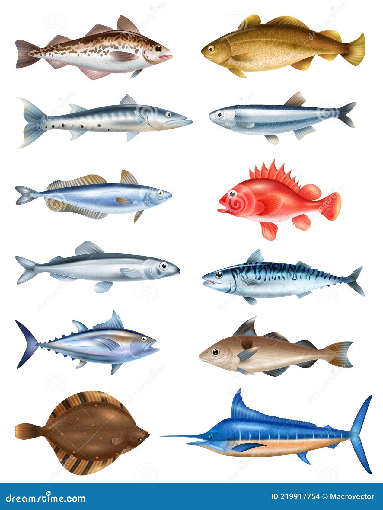 Sea Fish Realistic Set stock vector. Illustration of decorative - 219917754
