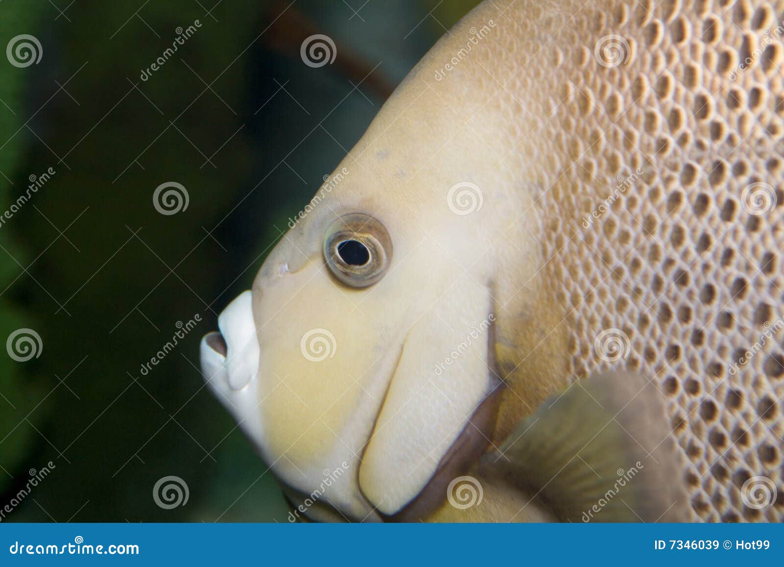 Sea fish s face stock image. Image of wild, creature, lines - 7346039