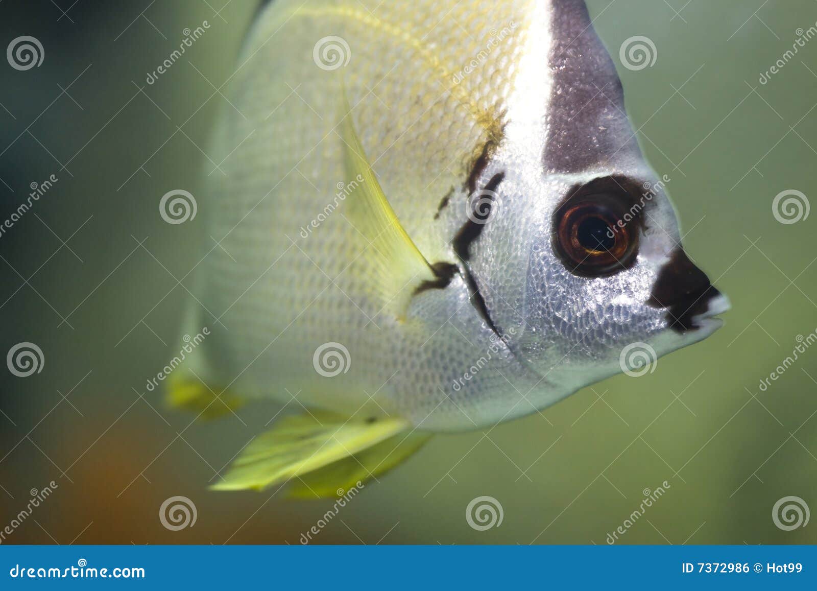 Sea fish s face stock photo. Image of coldblooded, nature - 7372986