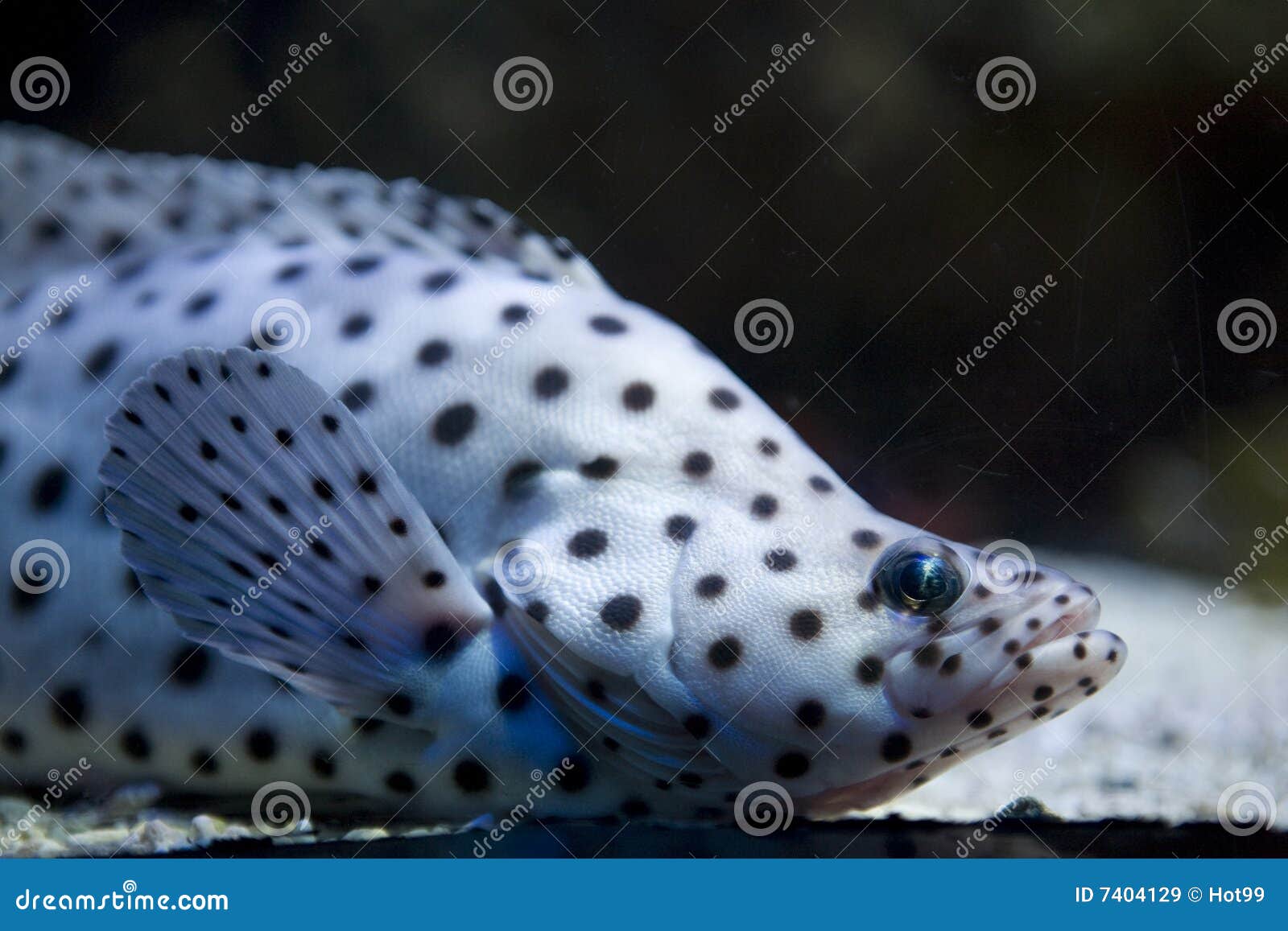 Sea fish s face stock image. Image of lines, marine, tank - 7404129