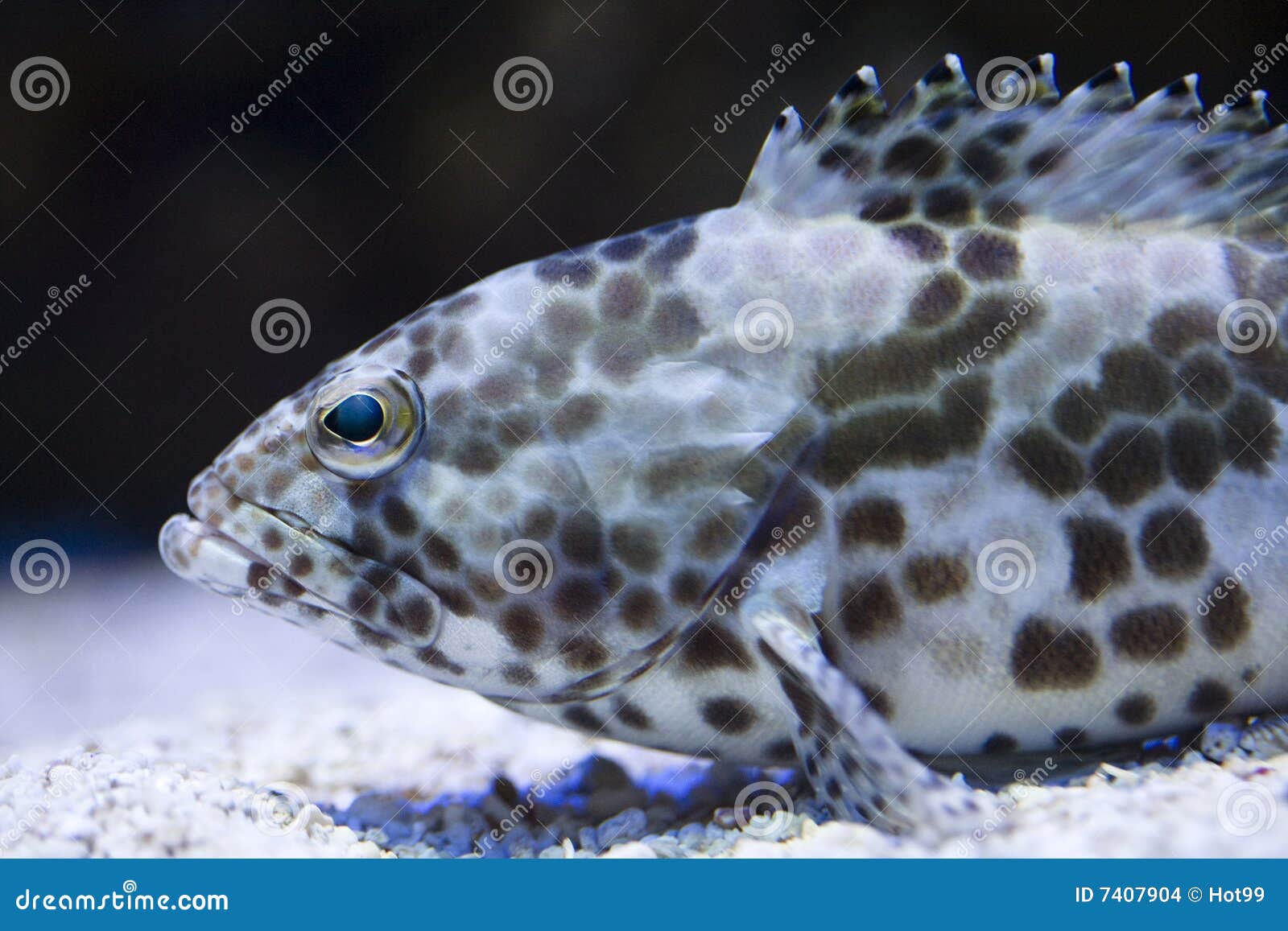 Sea fish s face stock photo. Image of colors, tank, creatures - 7407904