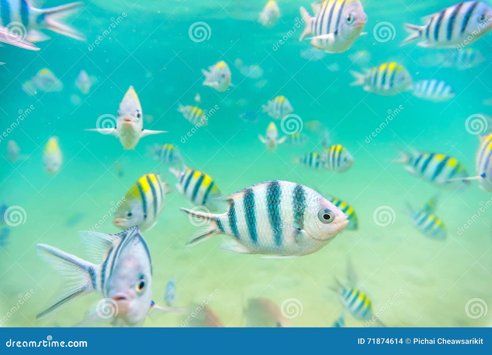A Shallow Seabed Of Coral Reefs And Ocean Plants Royalty-Free Stock ...