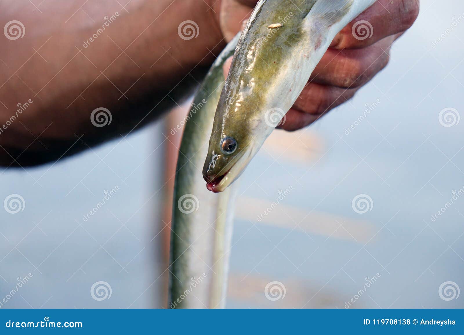 Sea fish is snake-shaped. stock photo. Image of nature - 119708138