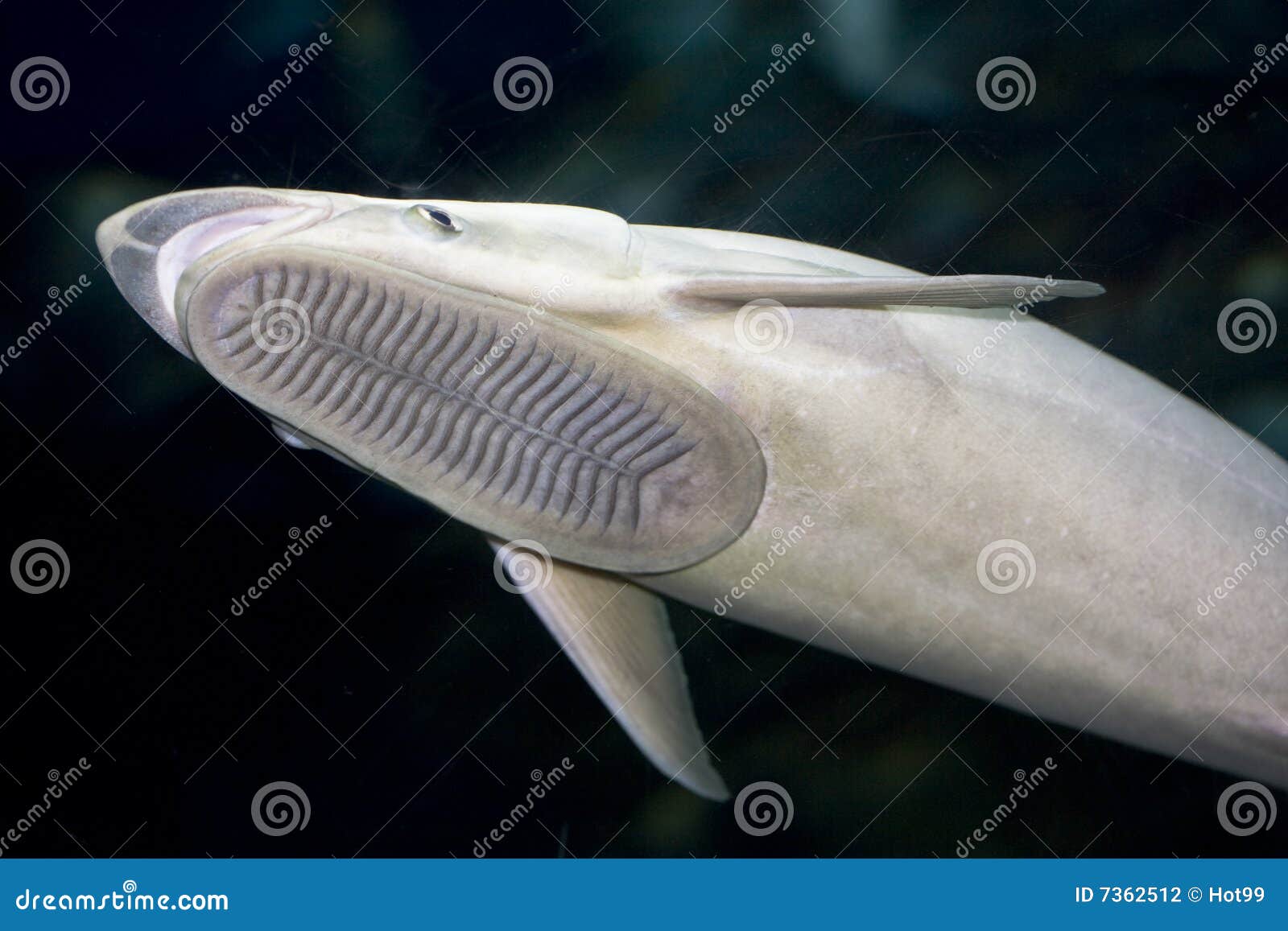 Sea fish sucker stock photo. Image of corals, pacific - 7362512