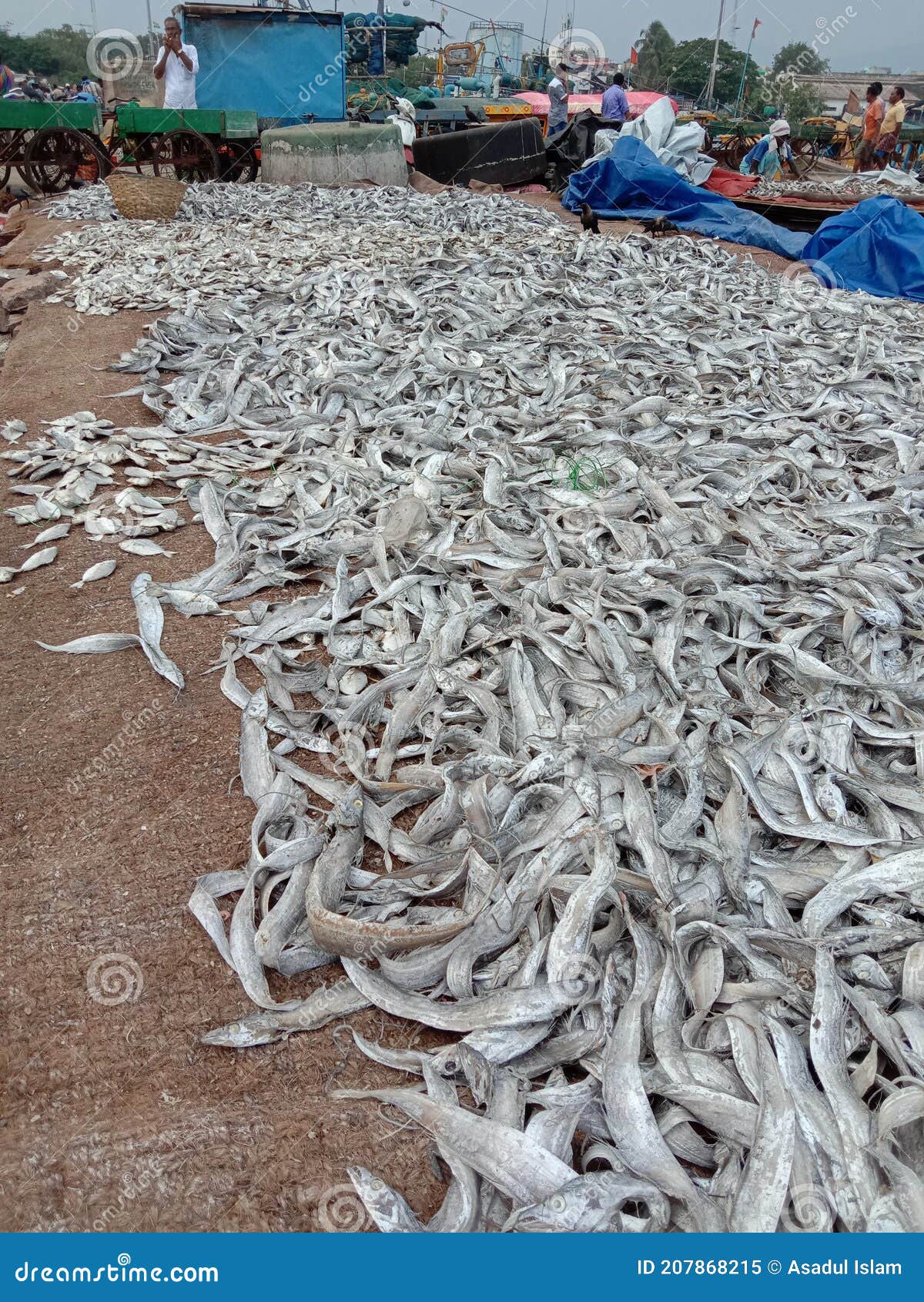 Sea fish in Visakhapatnam editorial image. Image of asphalt - 207868215