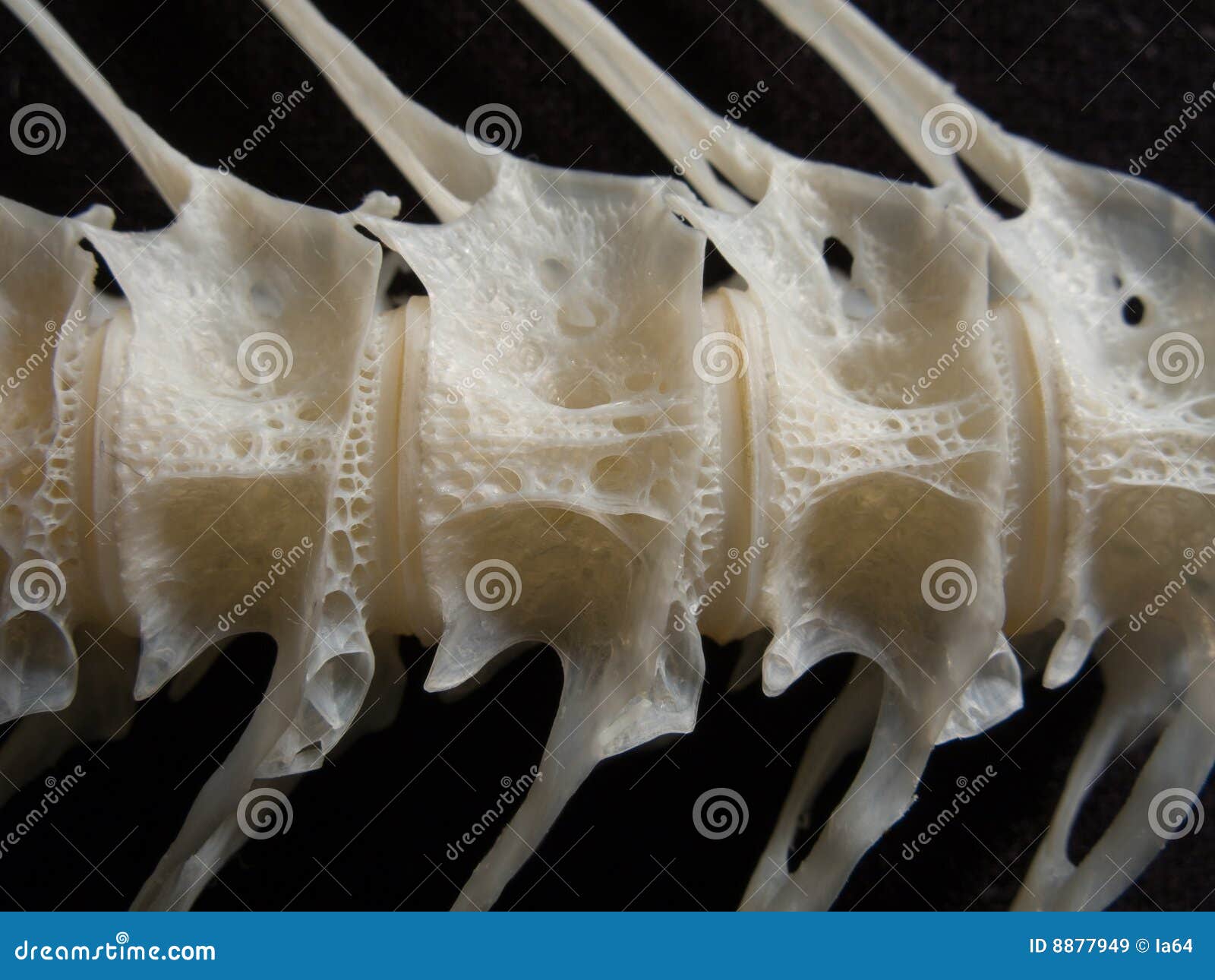 Sea fish white bone stock image. Image of fossil, fishbone - 8877949