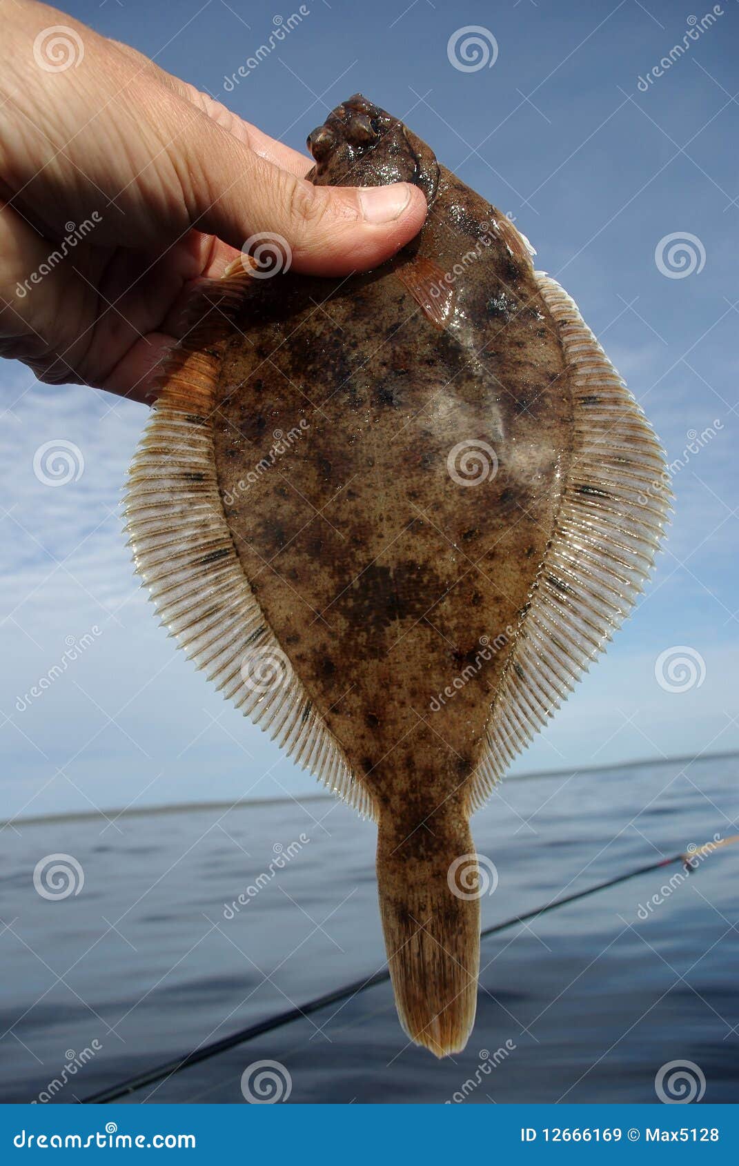 Sea fishing stock image. Image of sole, fluke, trophy - 12666169