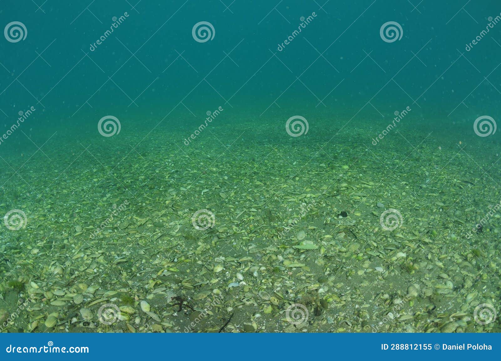 Sea Floor Covered with Dense Layer of Bivalve Shells Stock Image ...