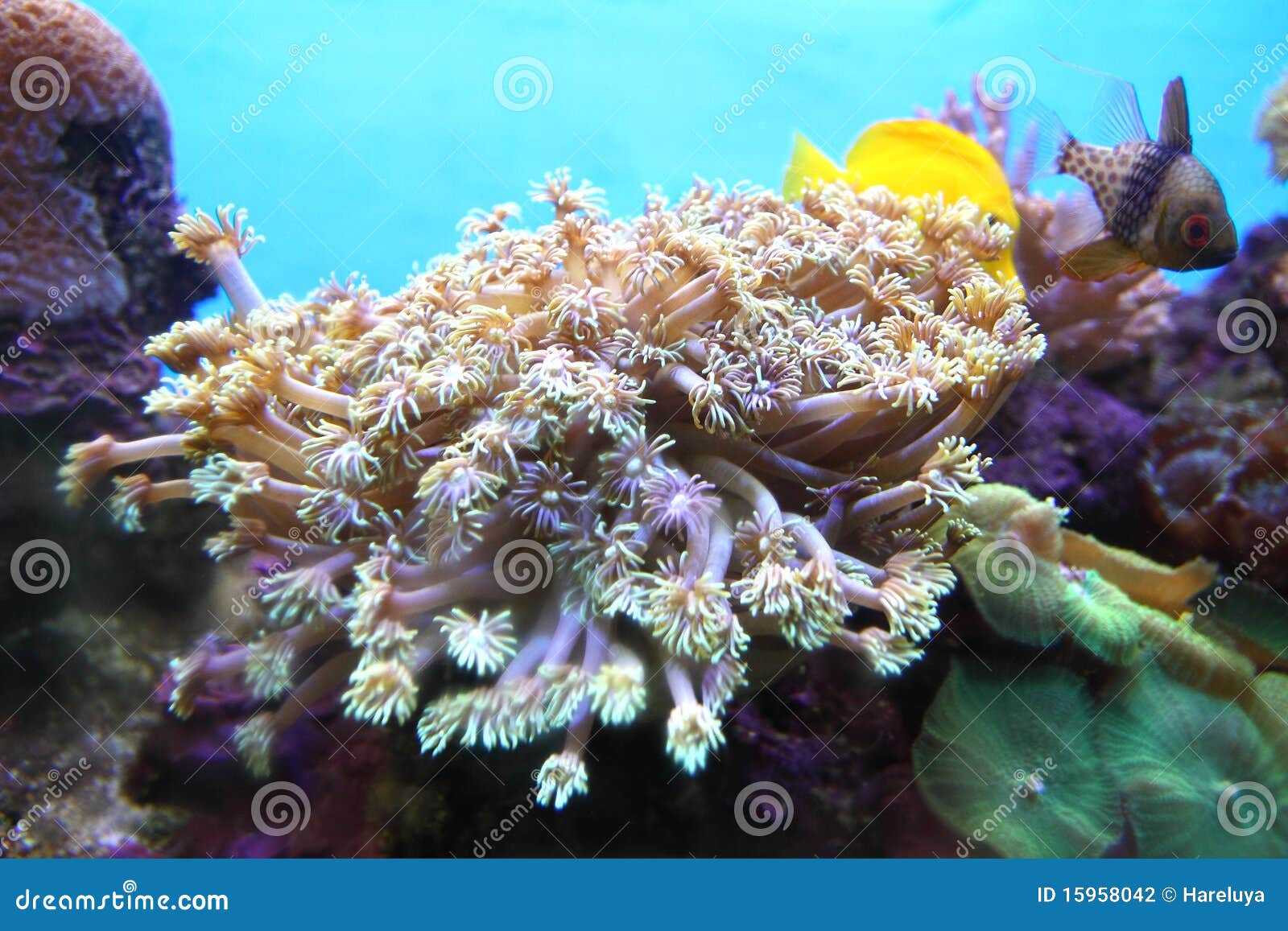 Sea flower stock photo. Image of tourism, colony, reef - 15958042