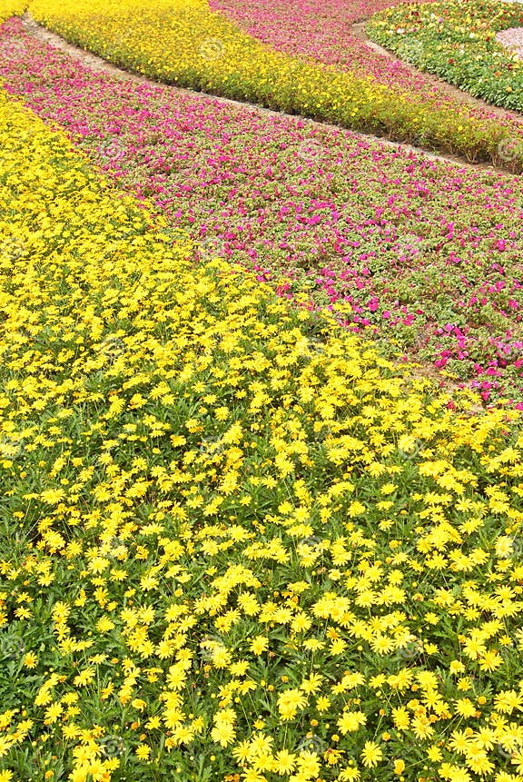 Sea of flower stock photo. Image of blooming, colourful - 19218846