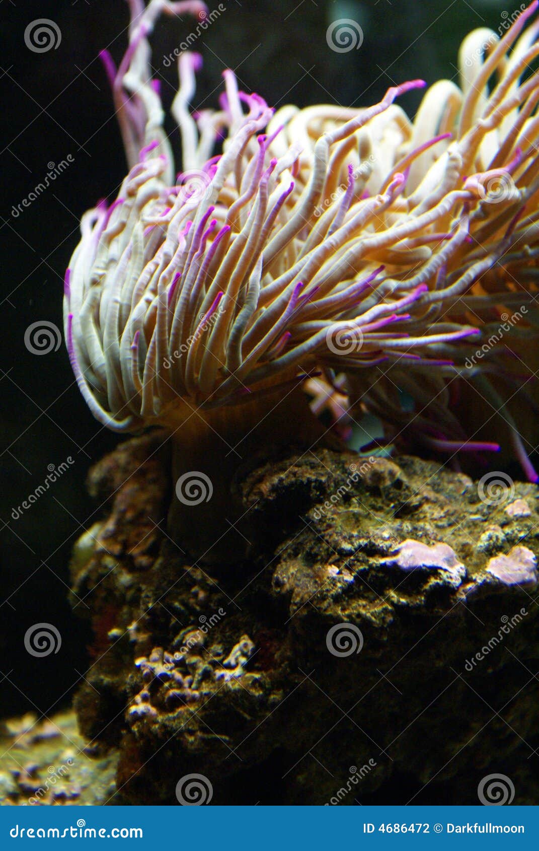 Sea flower stock photo. Image of water, lisbon, invertebrate - 4686472