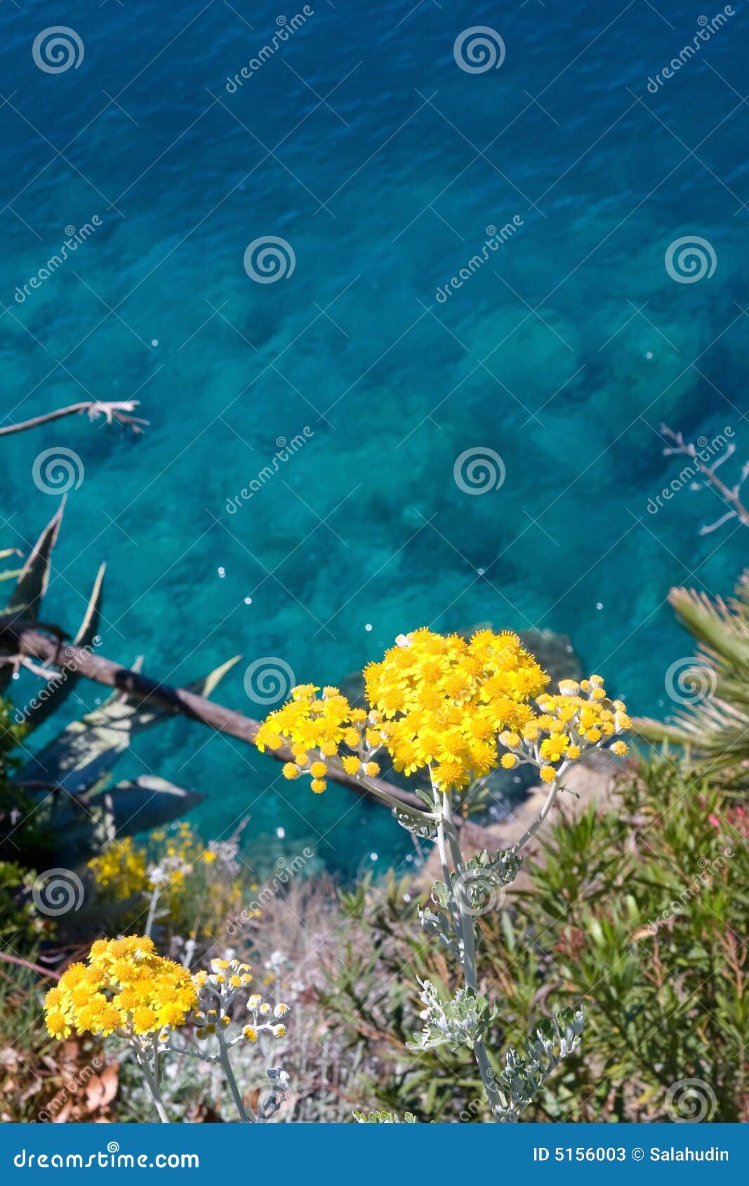 Sea flower stock image. Image of emerald, fresh, coast - 5156003