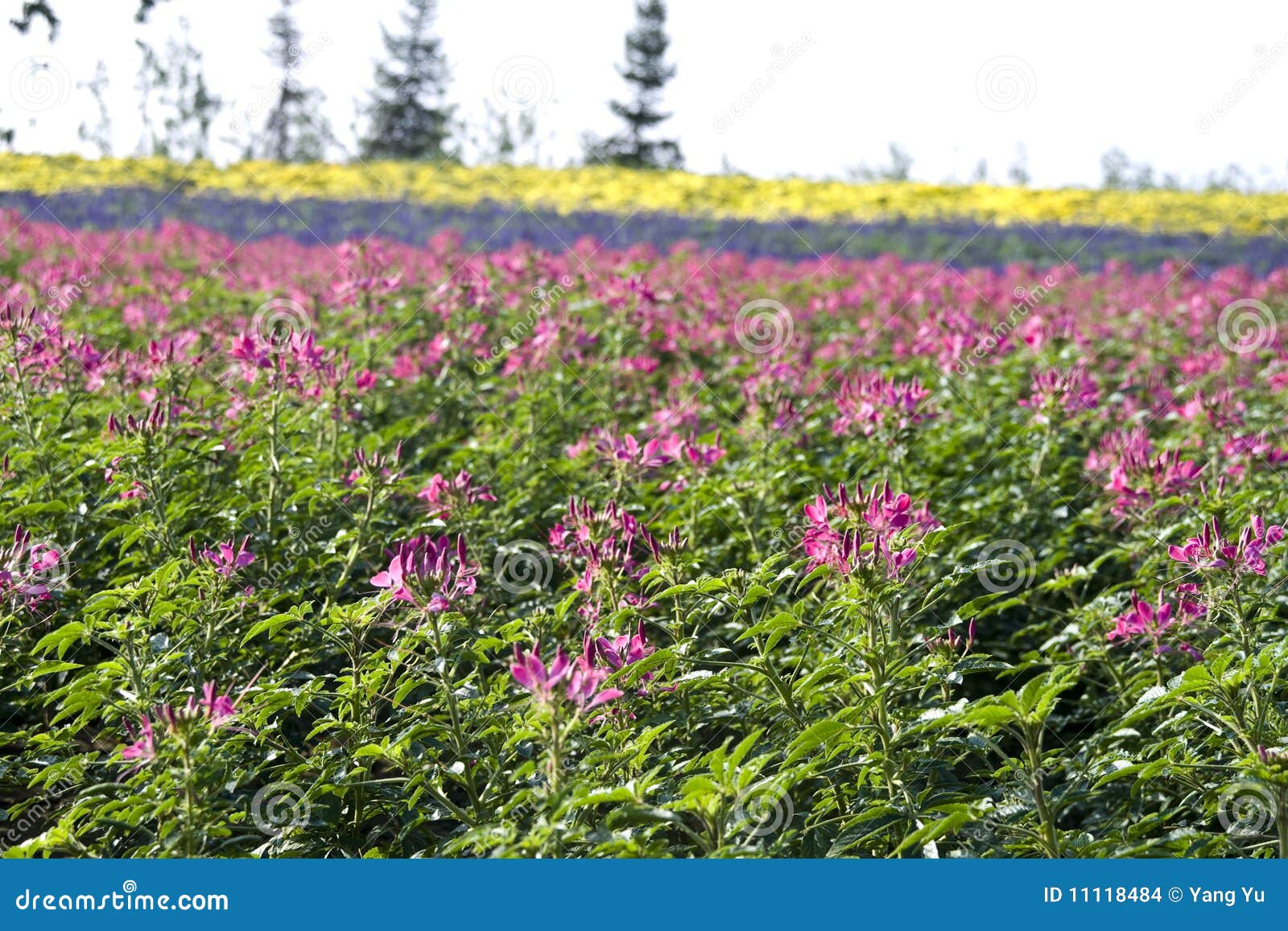 Sea of Flowers stock photo. Image of orange, pink, colorful - 11118484