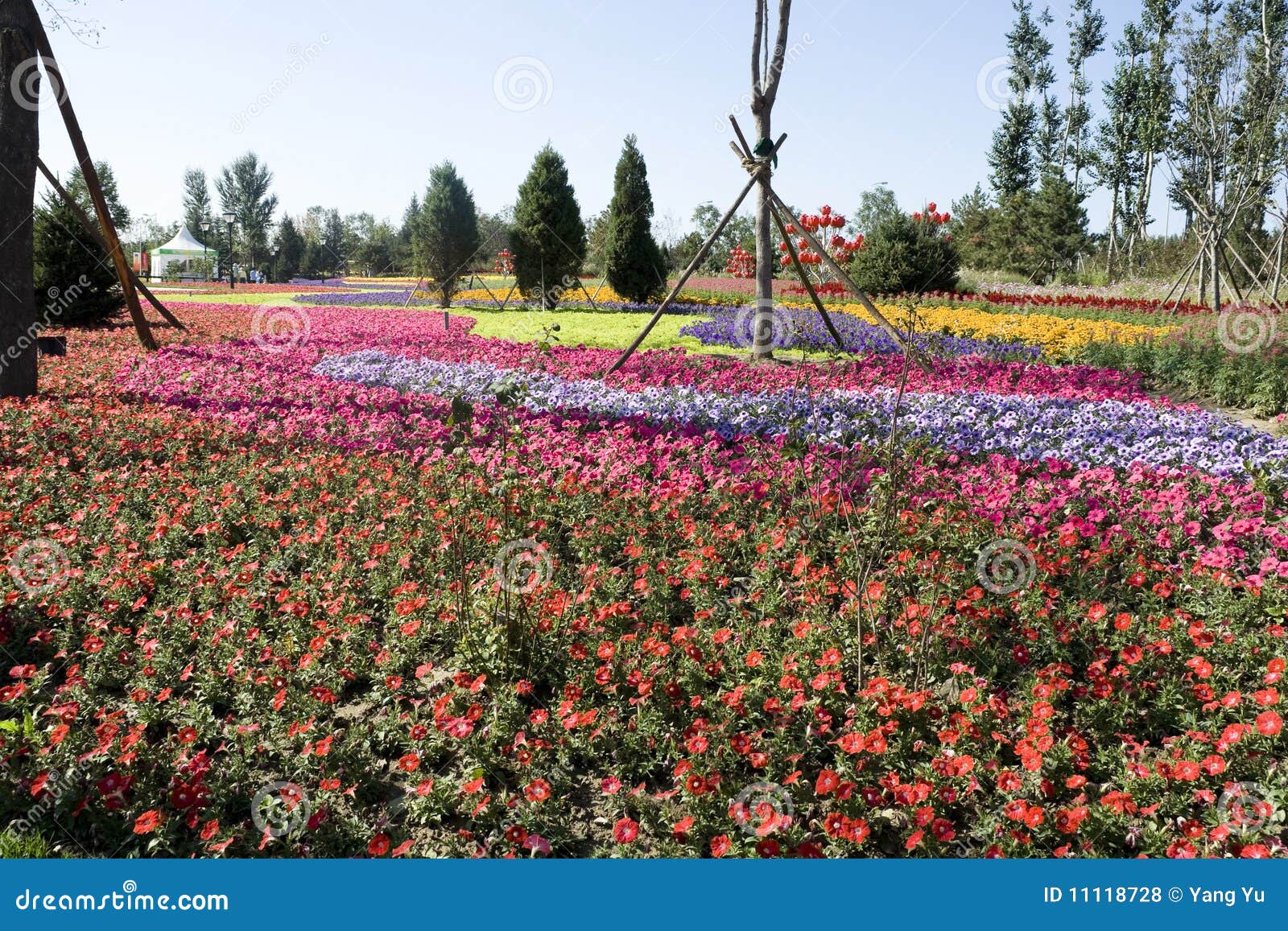 Sea of Flowers stock photo. Image of pink, colour, bloom - 11118728