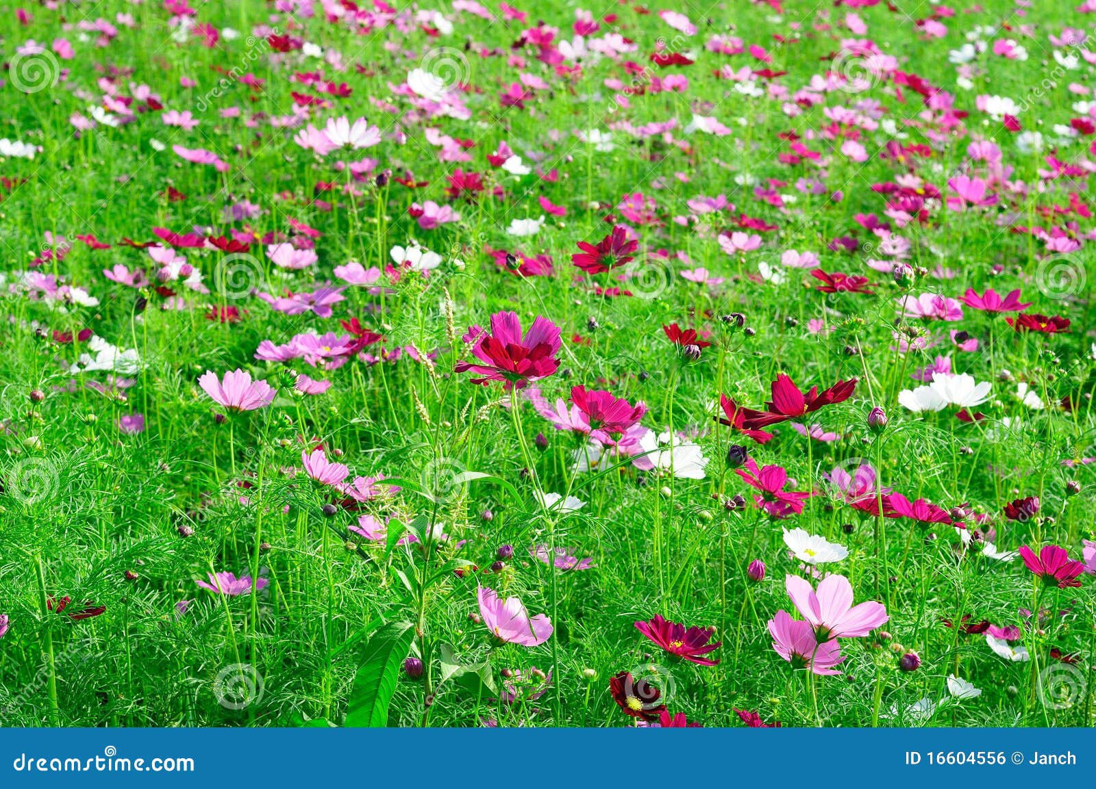 A sea of flowers stock photo. Image of ground, beautiful - 16604556