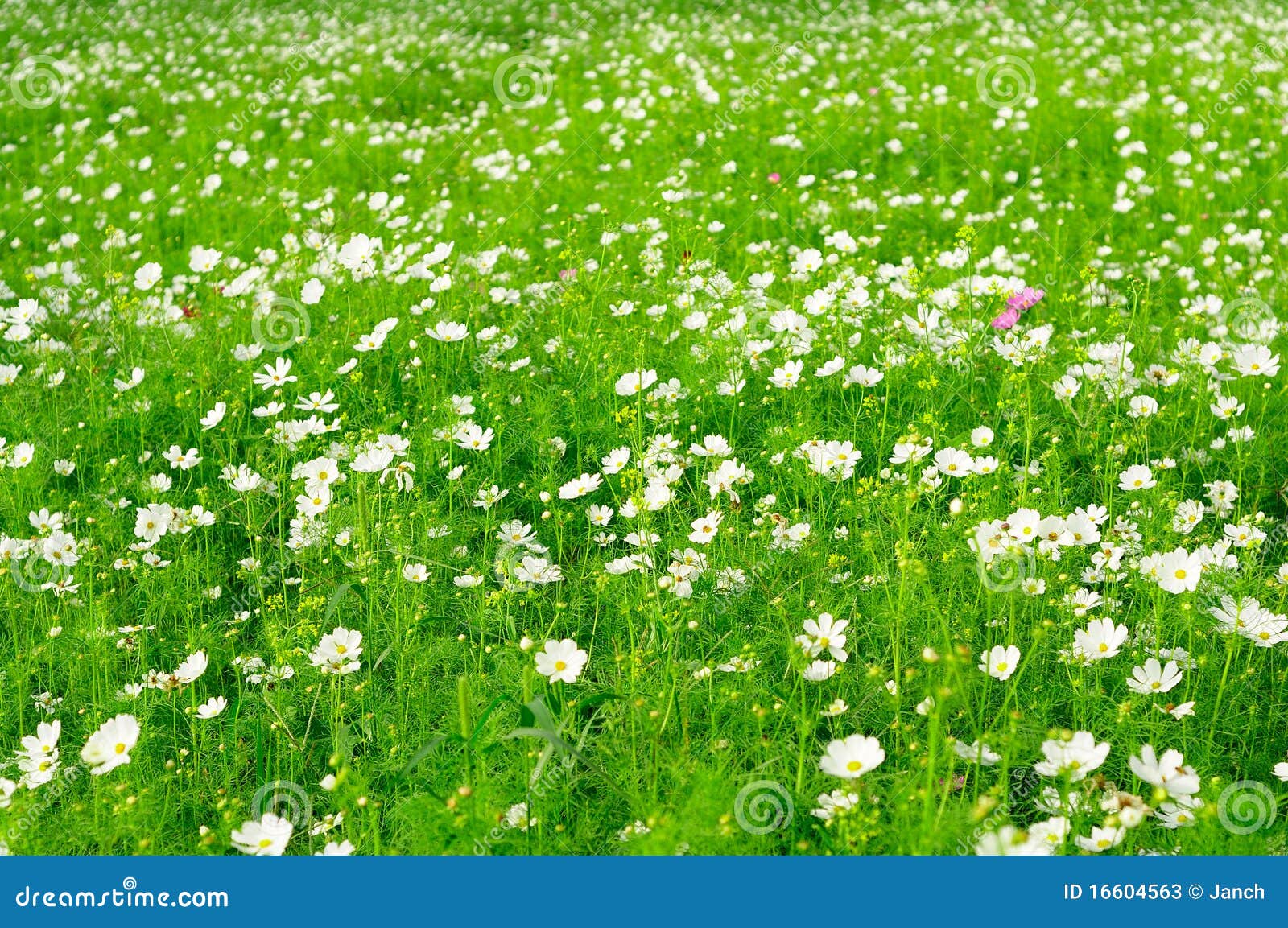 A sea of flowers stock image. Image of color, pround - 16604563