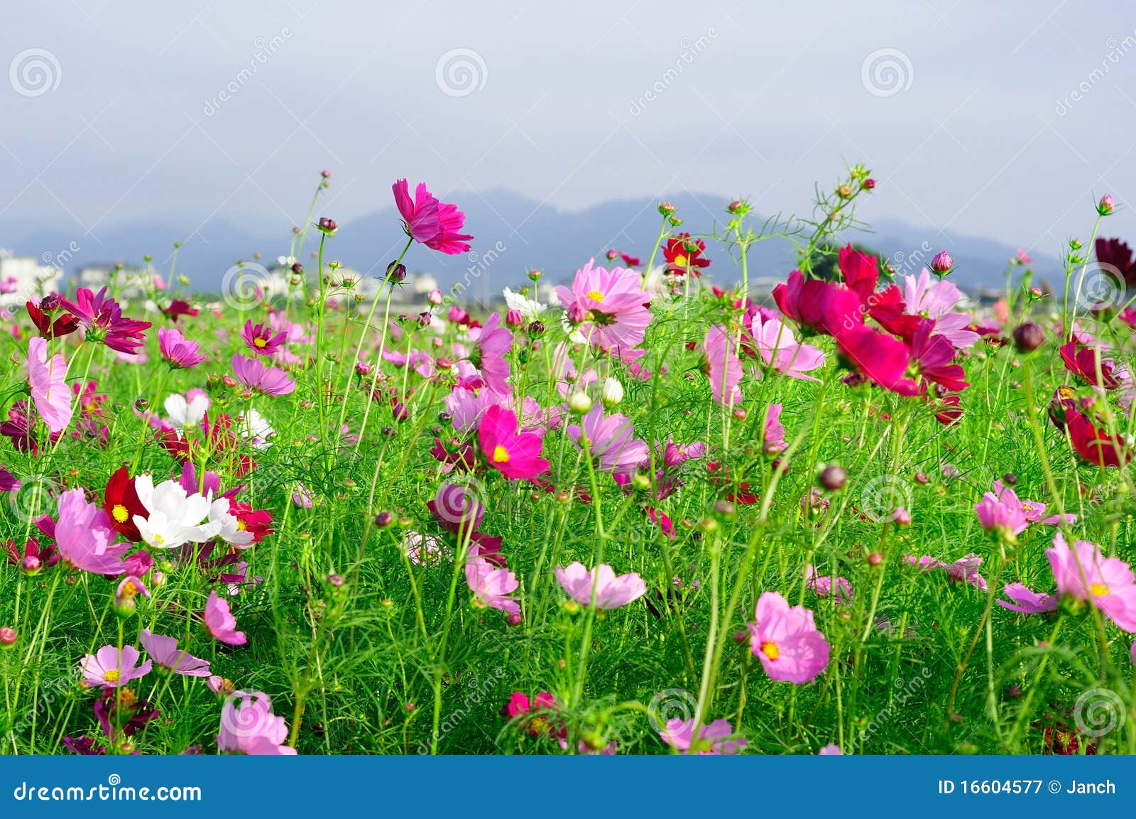 A sea of flowers stock image. Image of beauty, soil, beautiful - 16604577