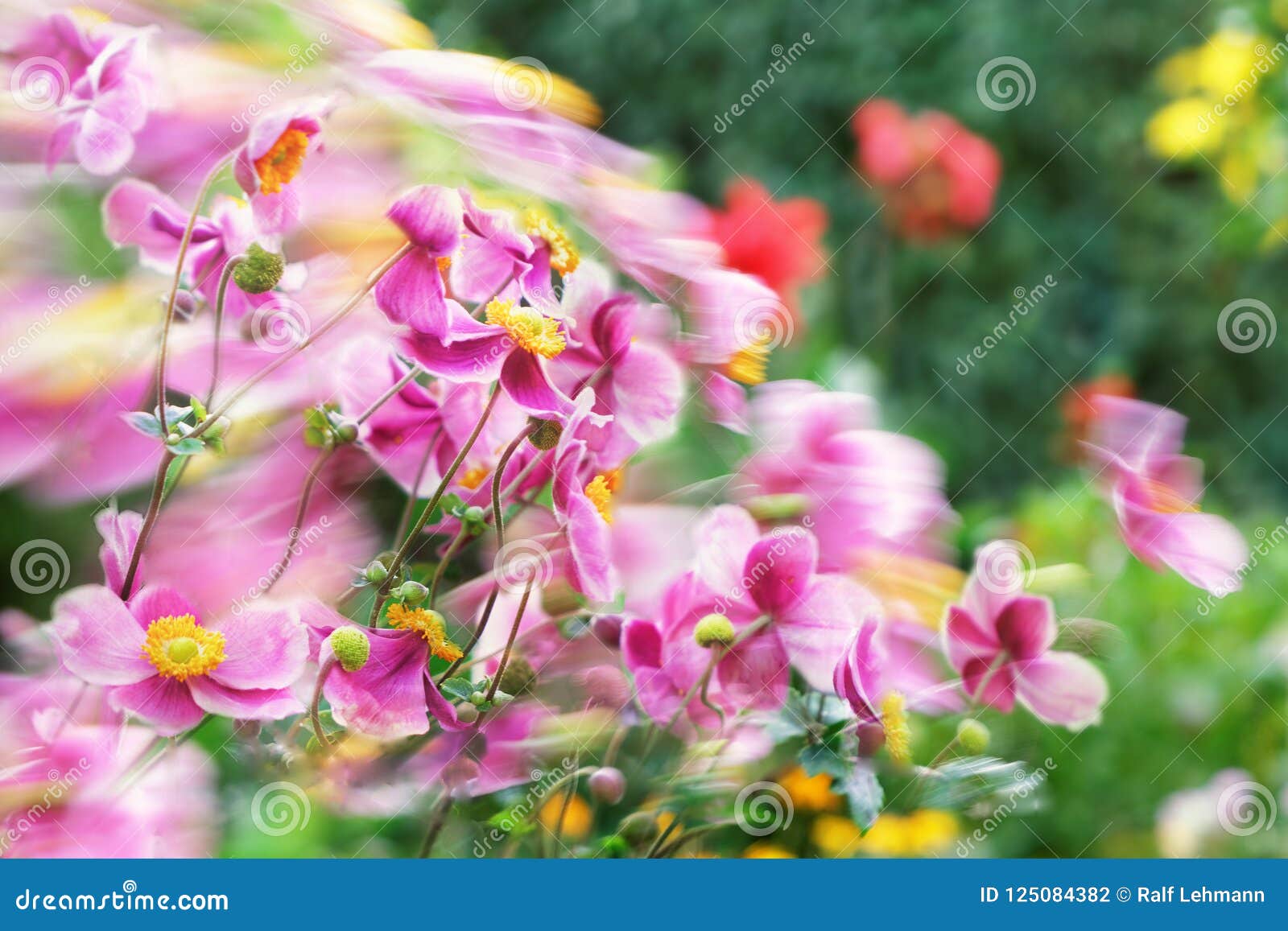 Sea of Flowers Moved by the Wind Stock Photo - Image of blossoms ...