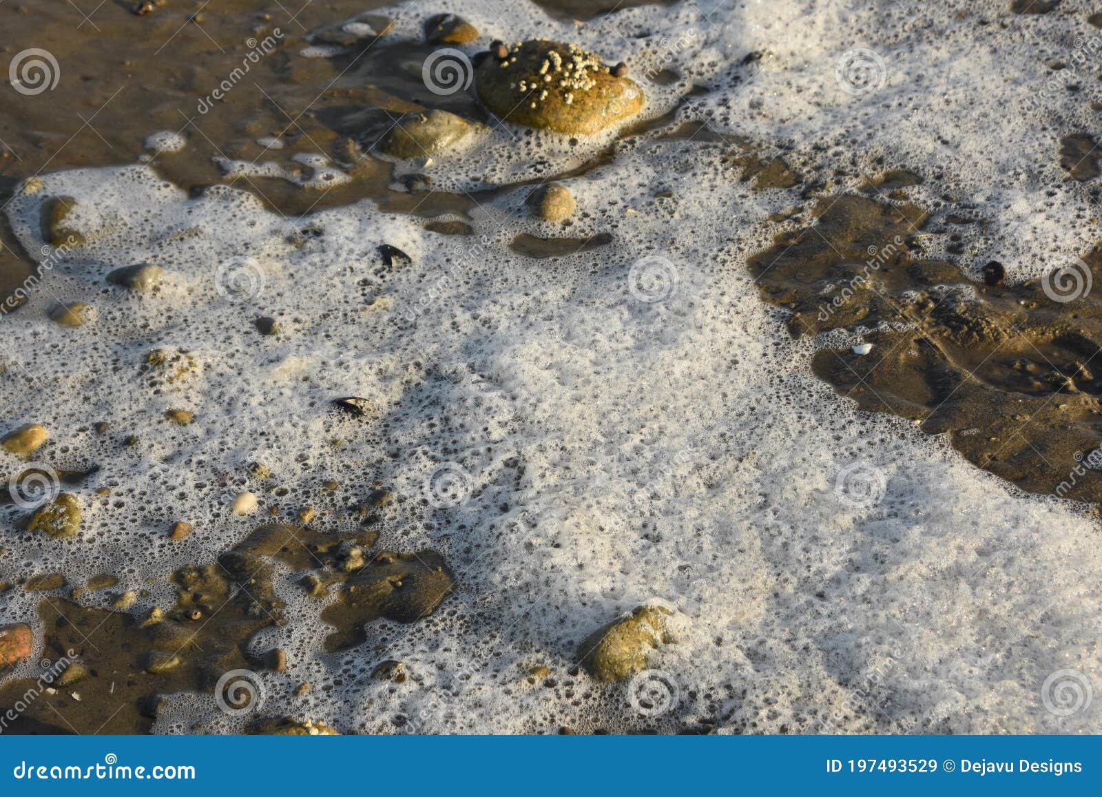 Barnacles On Rock - Shellfish On The Rocks / Dry Shellfish Dead On The ...
